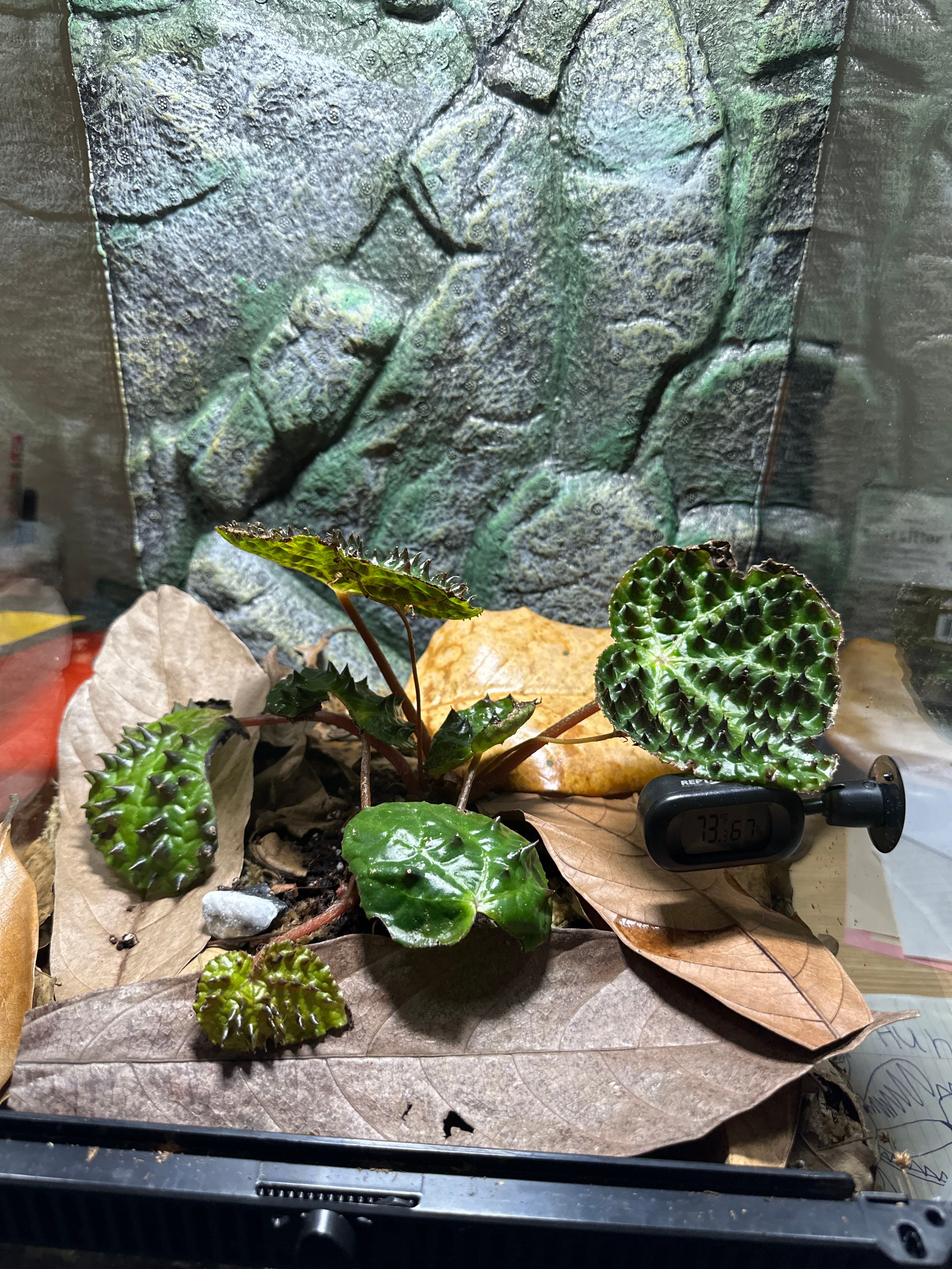 Begonia Ferox: How Much Water & Light Does it Need to Thrive?