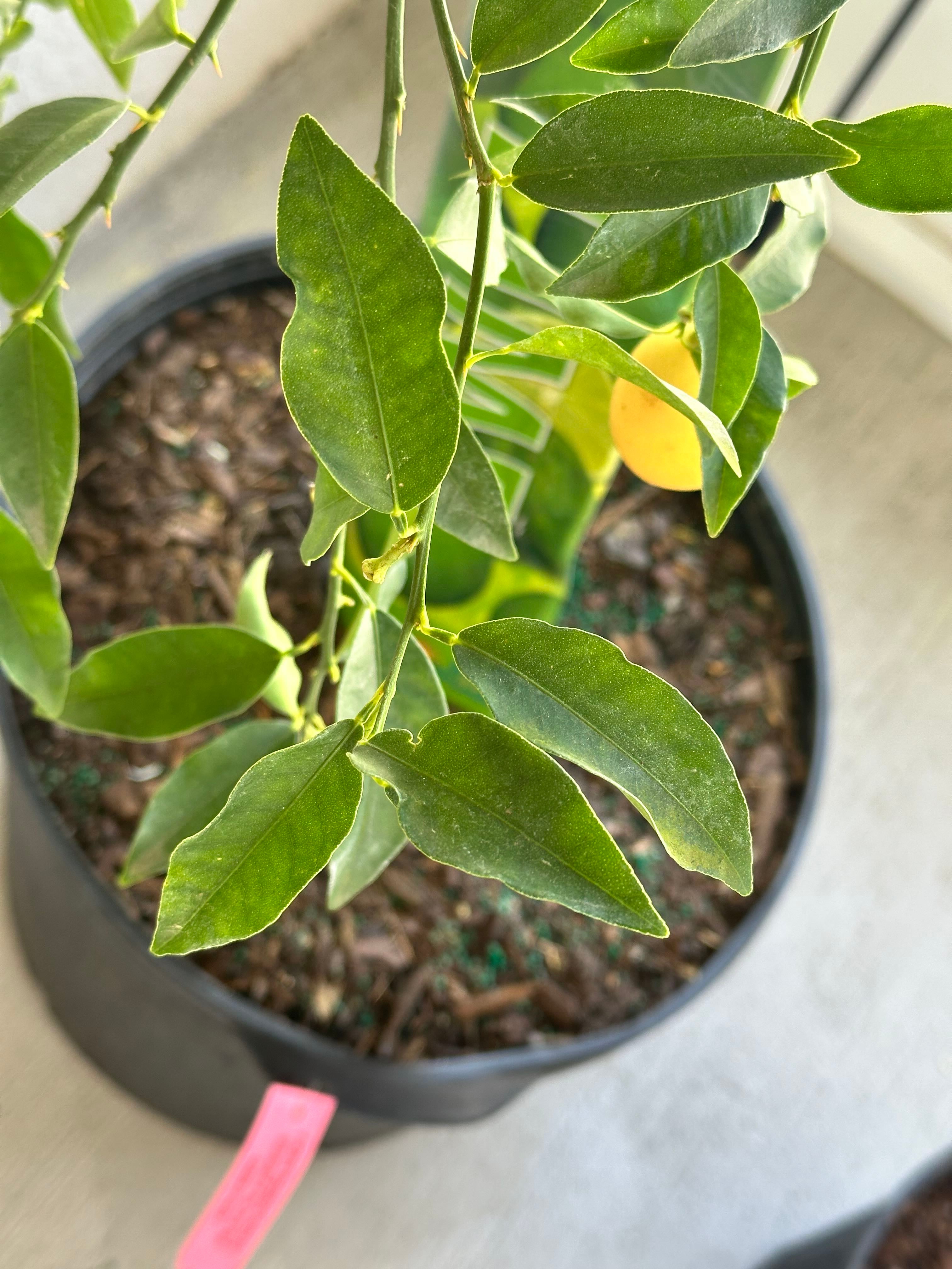 Best Tips for Healthy Lime Roots 🍋