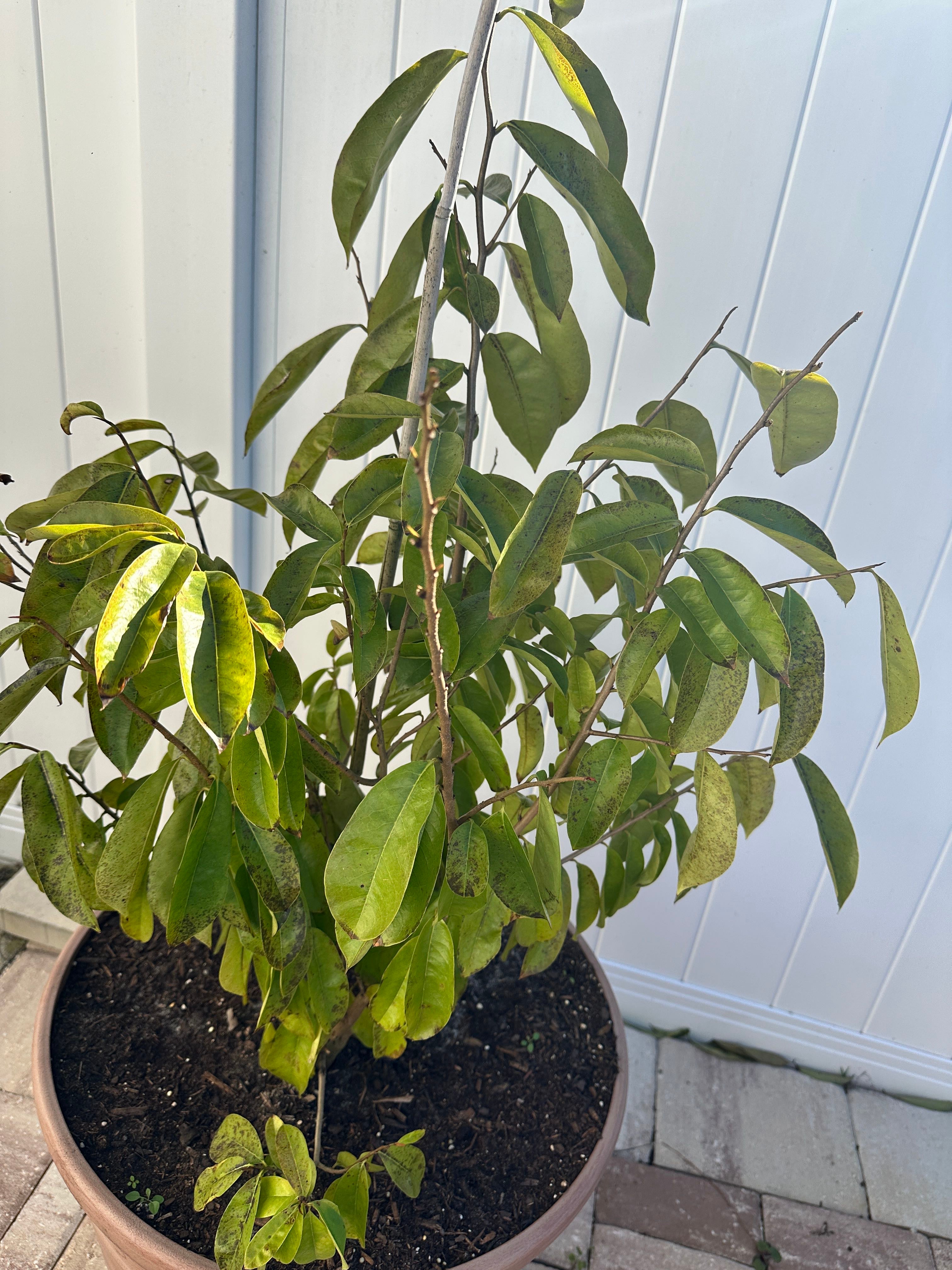 Please help my Soursop tree.