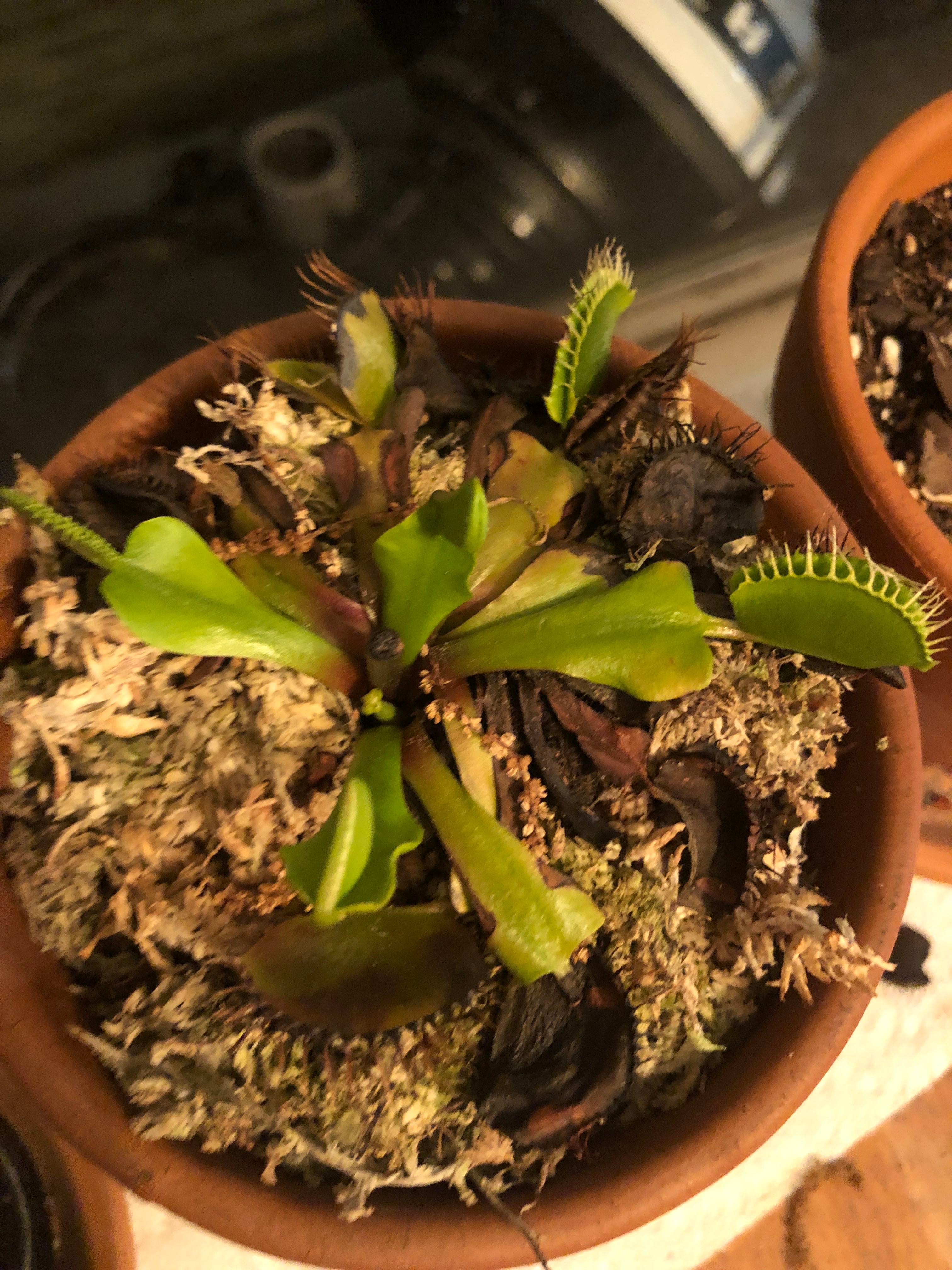How To Cure Brown Spots On Venus Fly Trap Leaves 🐜