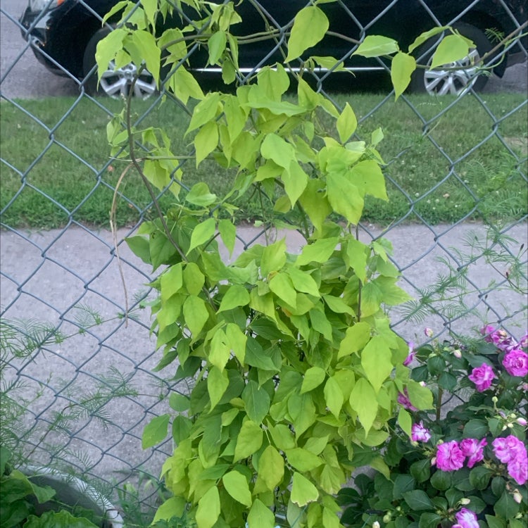 Captain Plant-it | A plant by @WorthyDracopis on Greg