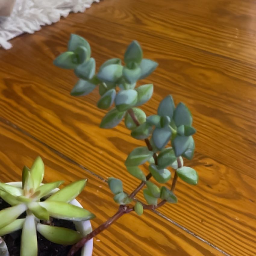 String of Buttons | A plant by @LeadStonepine on Greg