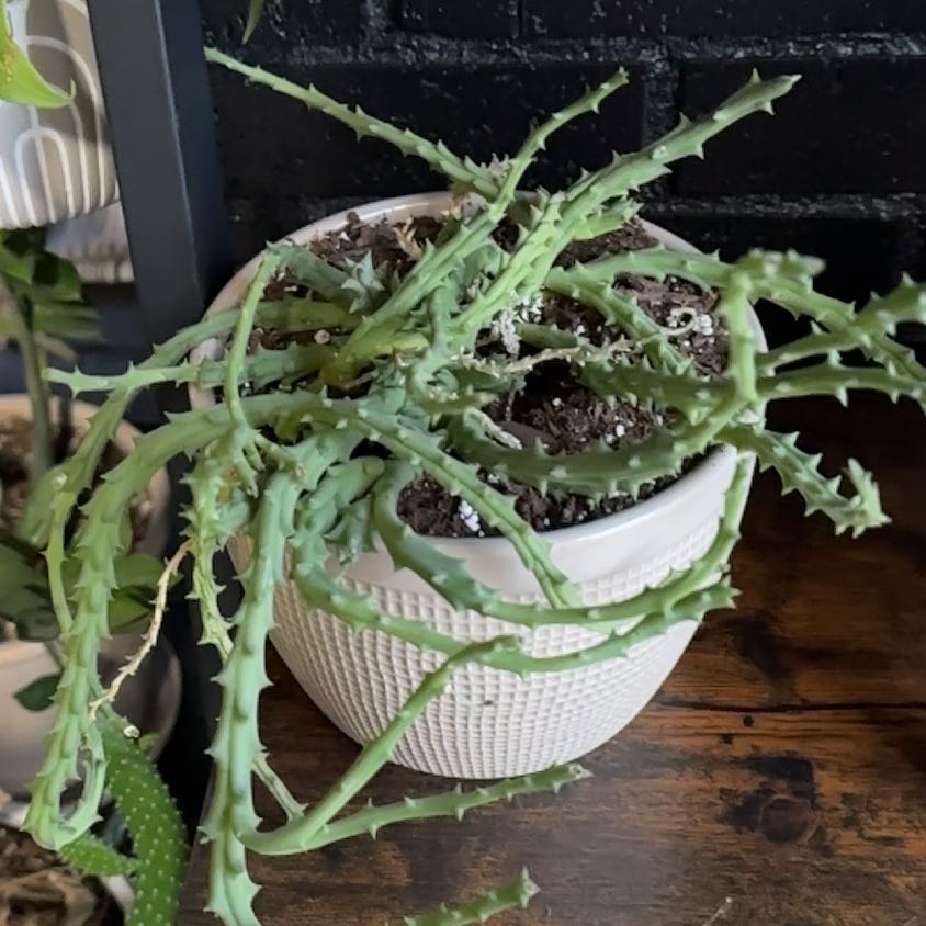 Apollo | A plant by @PioneerKawaka on Greg