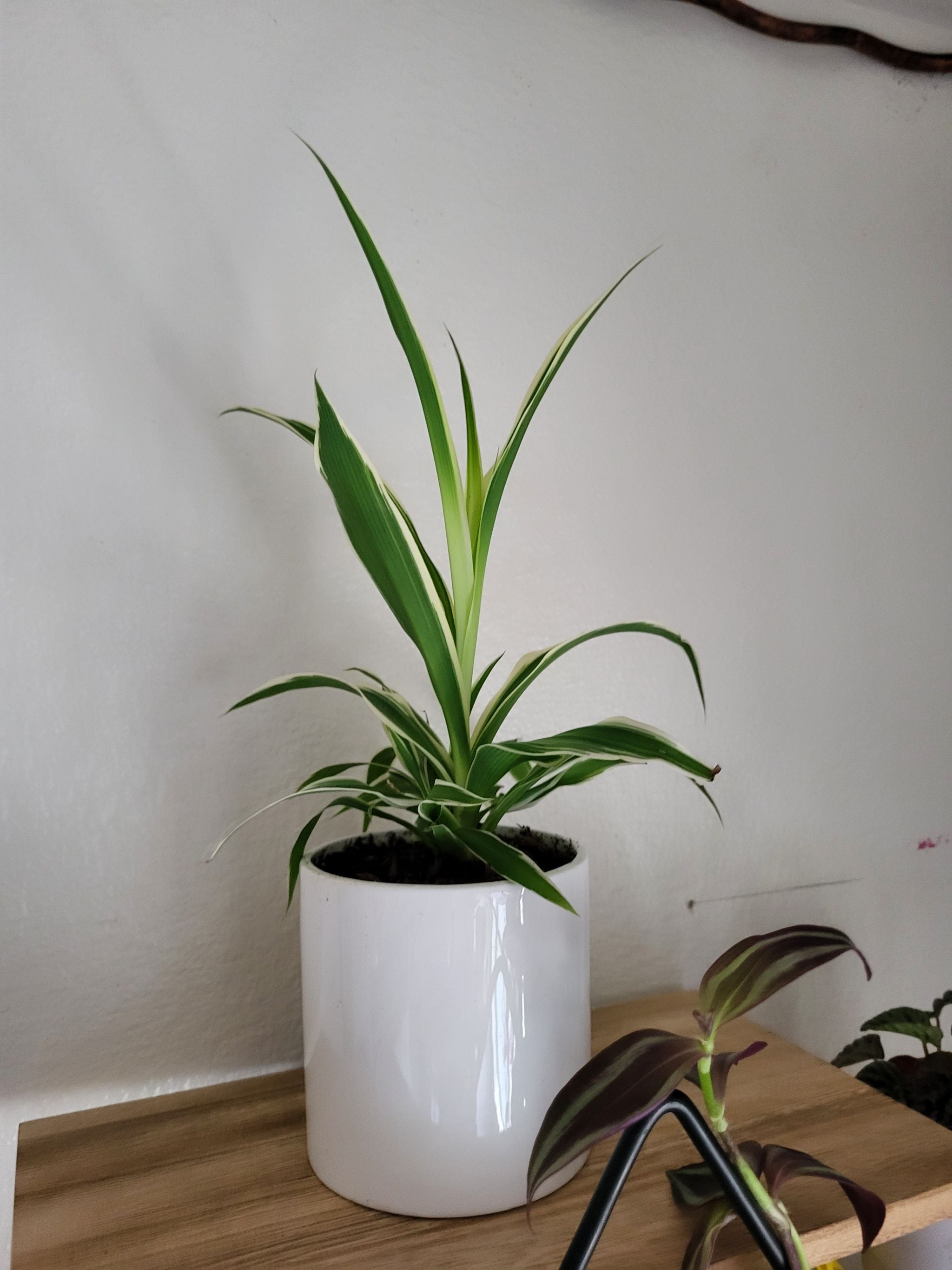 The Complete Spider Plant Plant Care Guide: Water, Light & Beyond