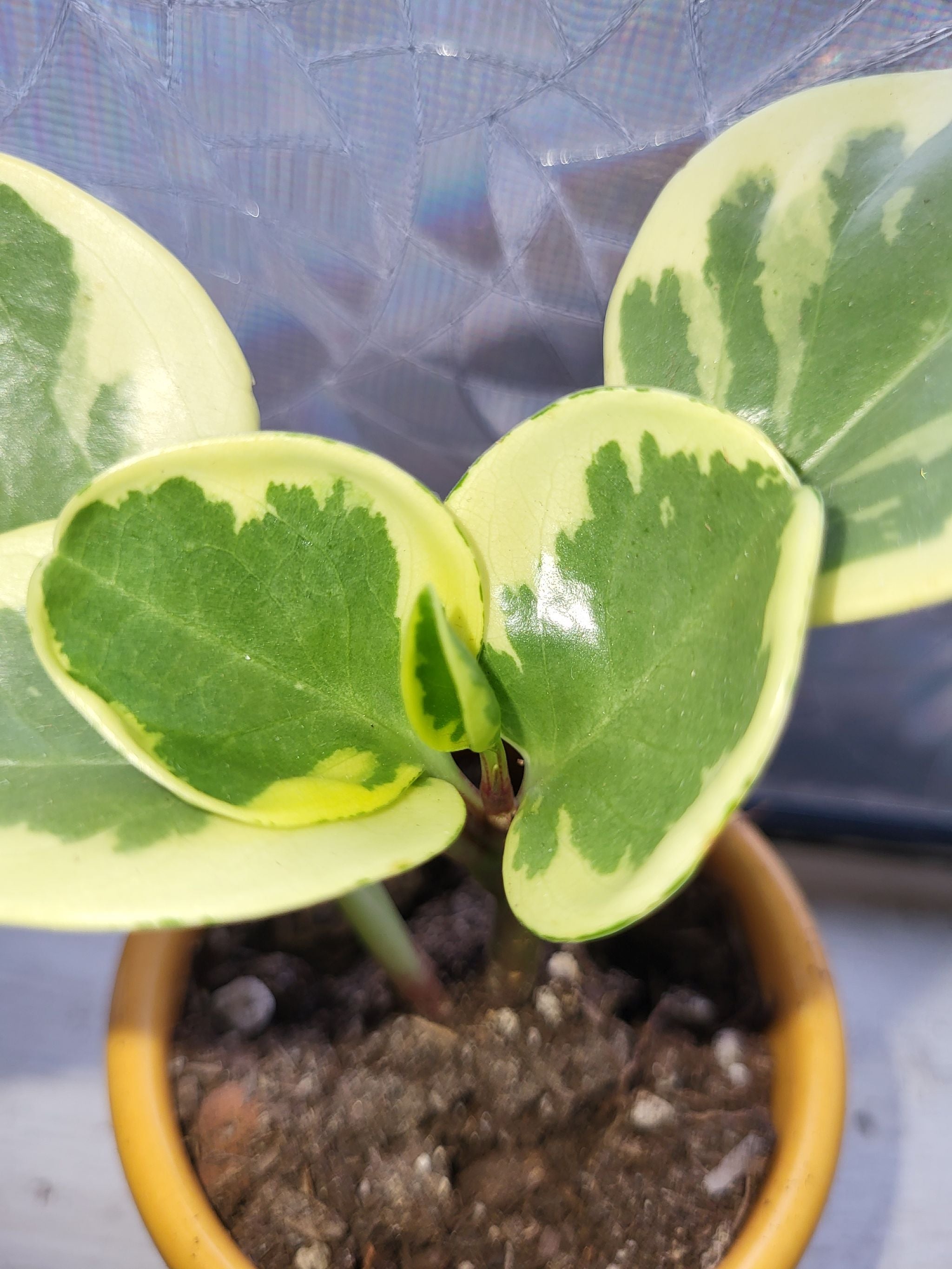 The Complete Jelly Peperomia Plant Care Guide: Water, Light & Beyond
