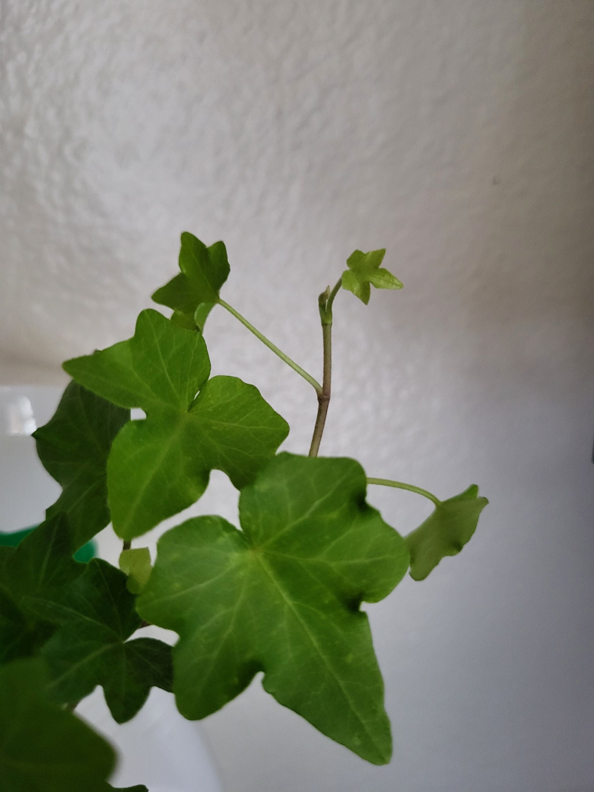 English Ivy Care 101: Water, Light & Growing Tips