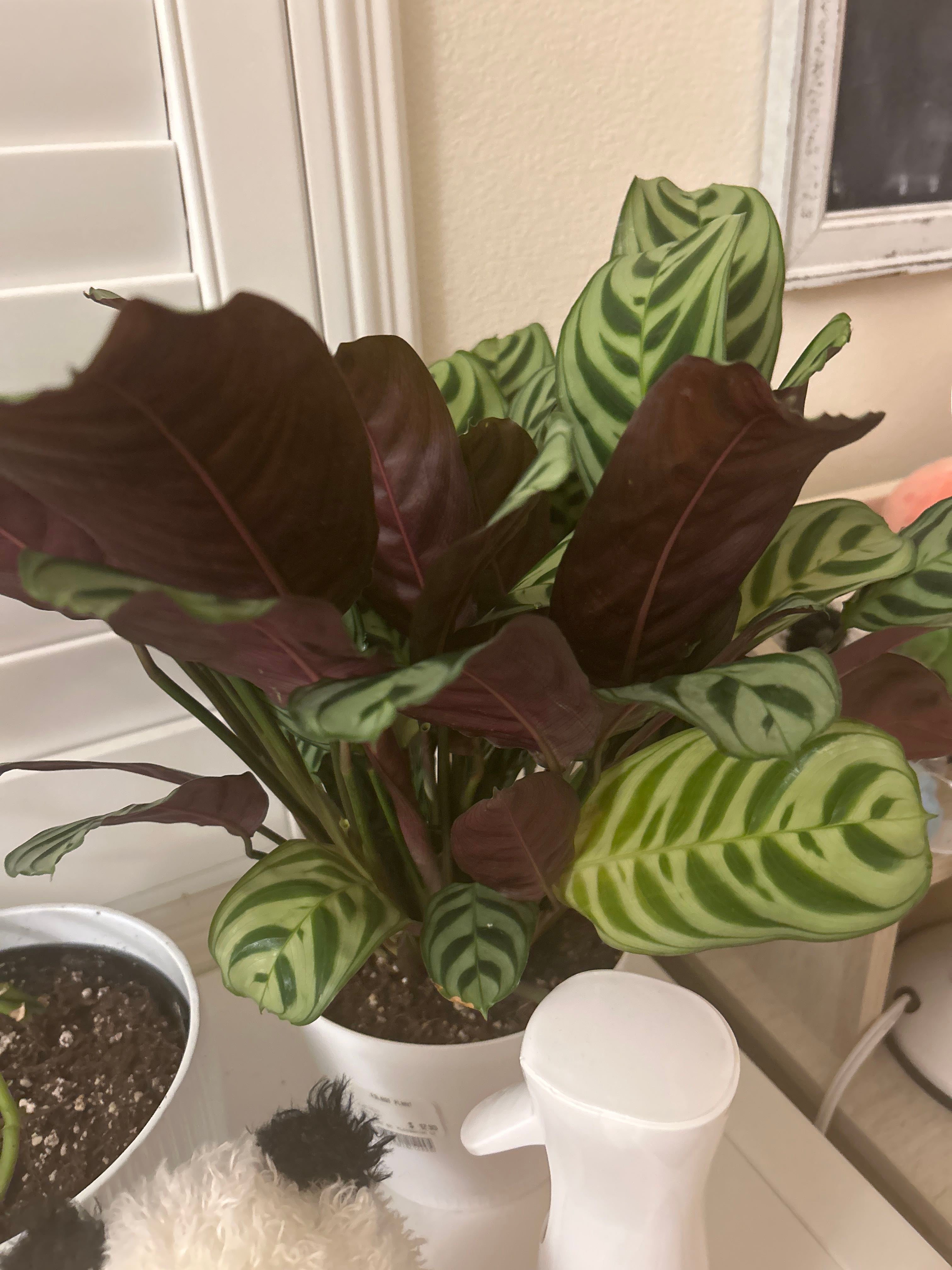 Burl-marxii | A plant by @houseplantjournal on Greg