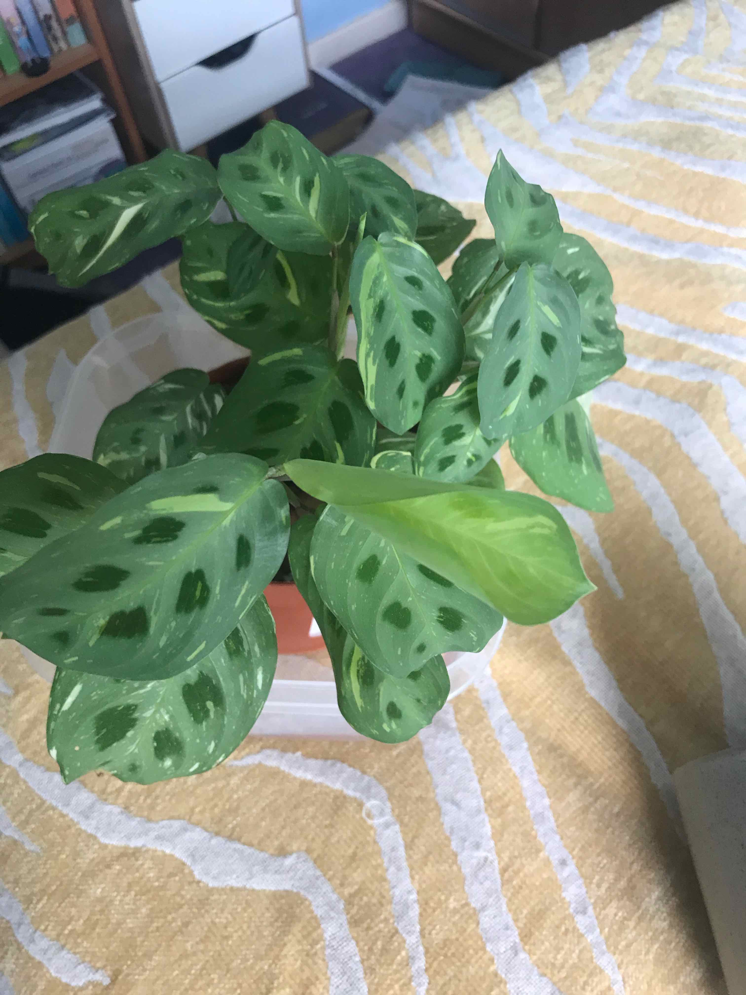 🐛 What To Do About Bugs on My Variegated Prayer Plant?