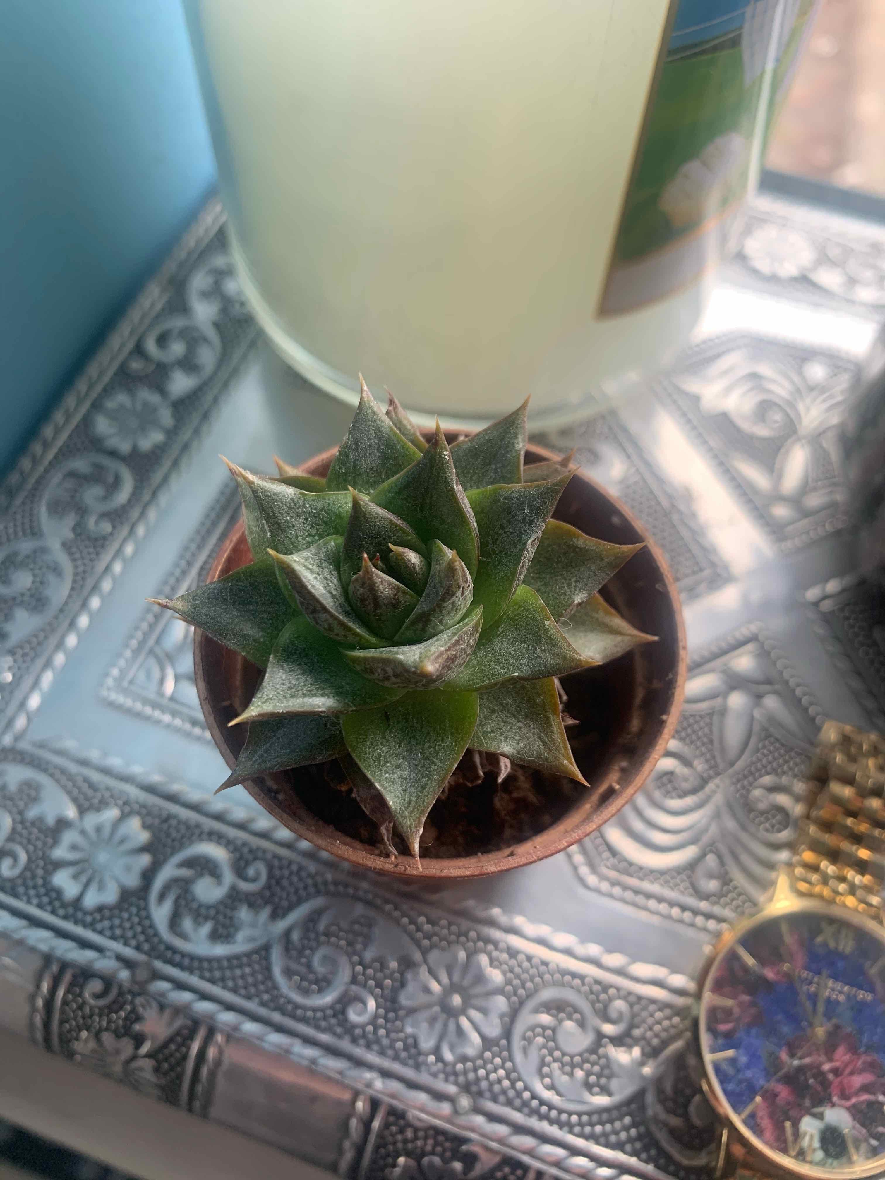 Propagating Your Queen Victoria Agave: Step-by-Step Guide