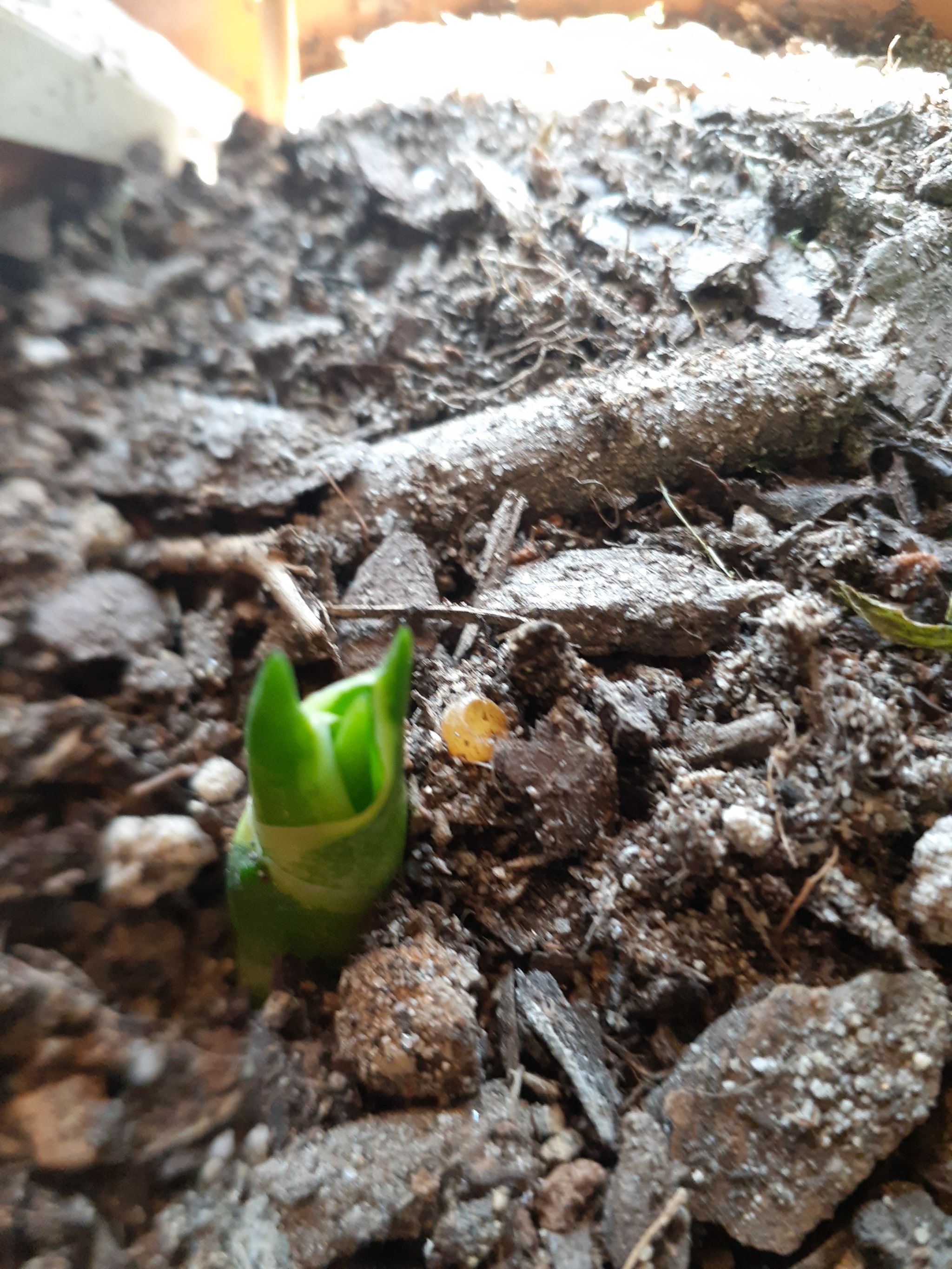Deremensis Pele Plant Care: Water, Light, Nutrients | Greg App 🌱