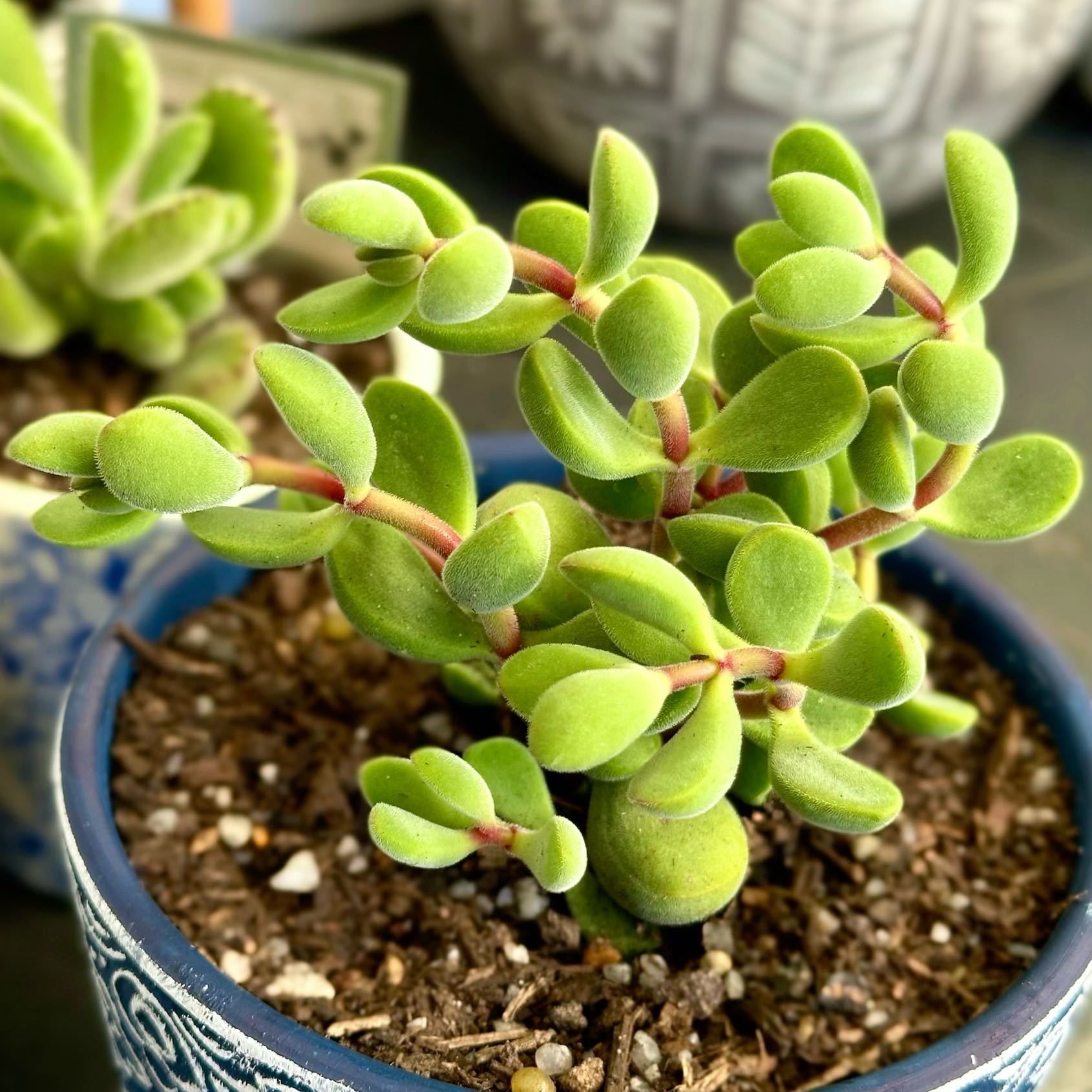 Crassula Rogersii Root Rot Solutions