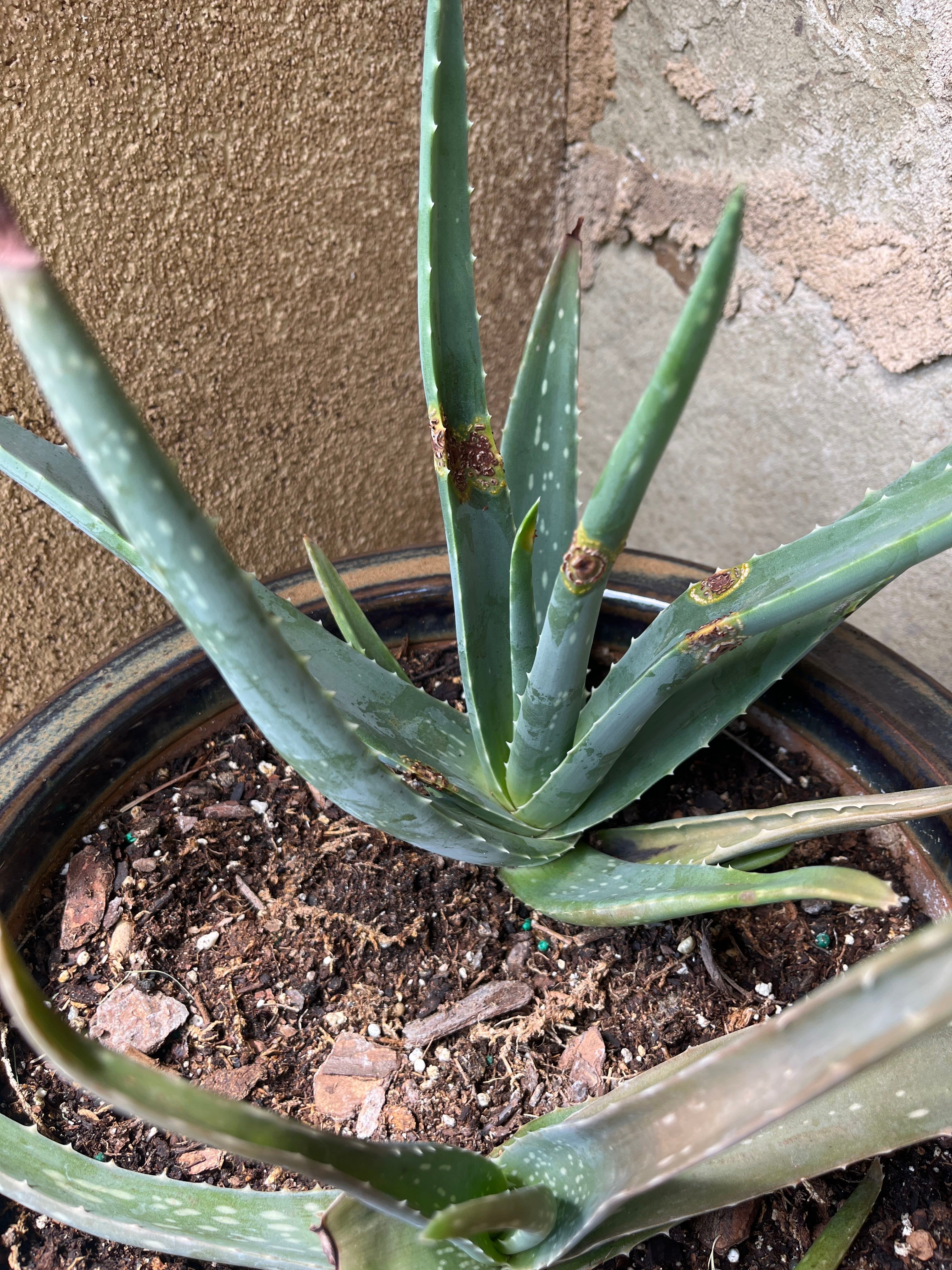 Aloe 'Fire Ranch' Plant Care: Water, Light, Nutrients | Greg App 🌱