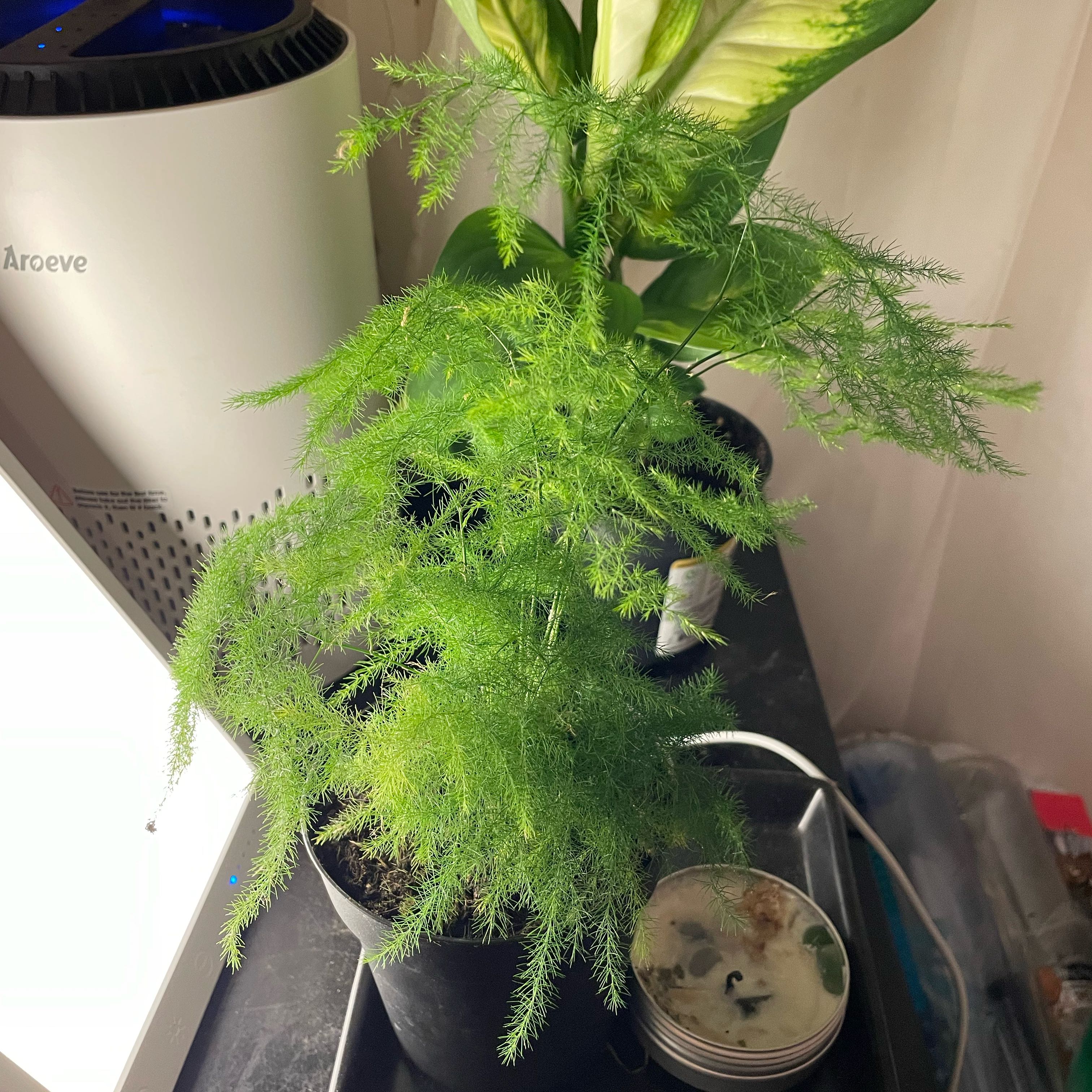 Fluffy | A plant by @DestinedMastic on Greg