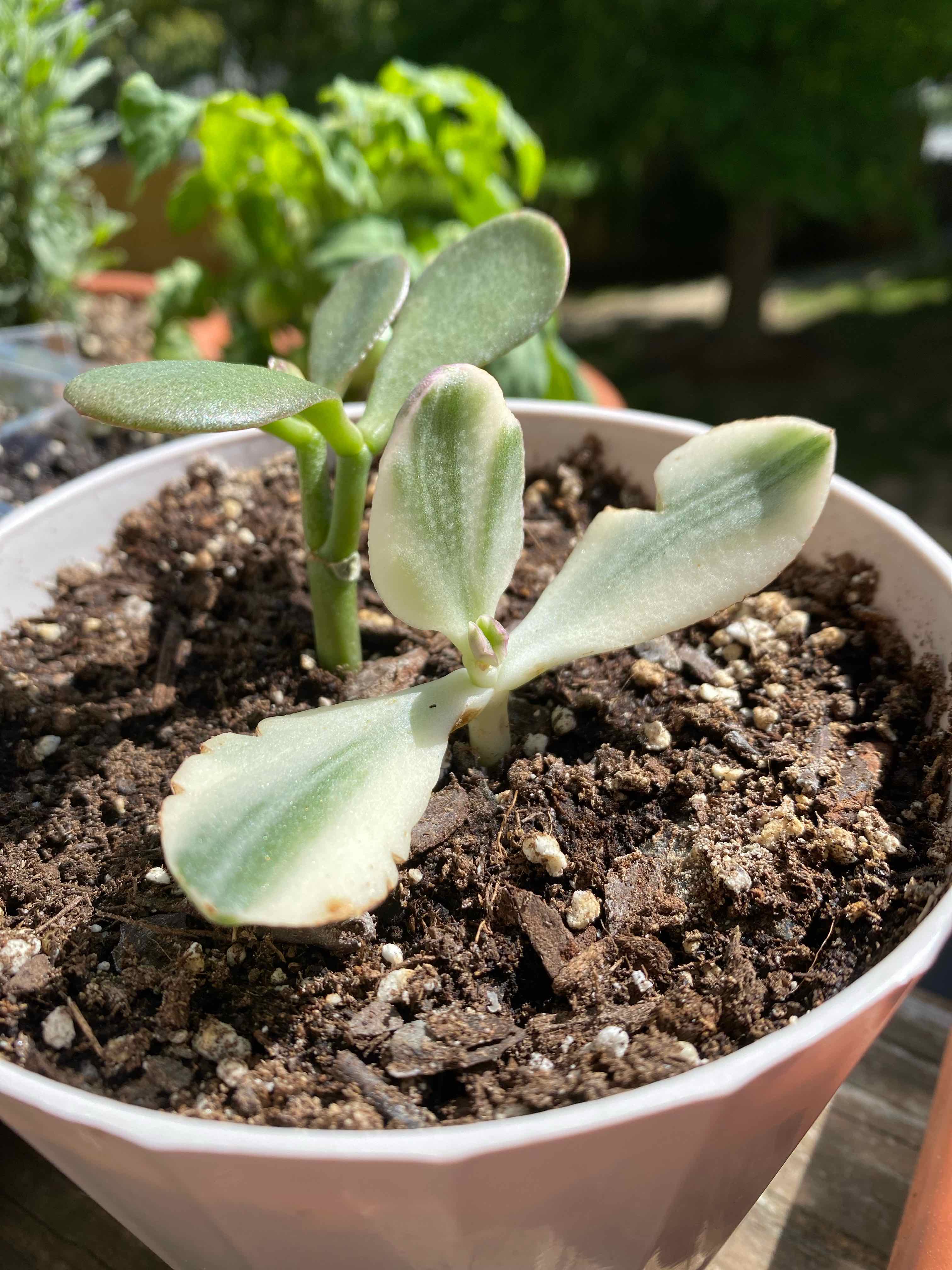 Why Are My Variegated Jade Plant Leaves Falling Over?