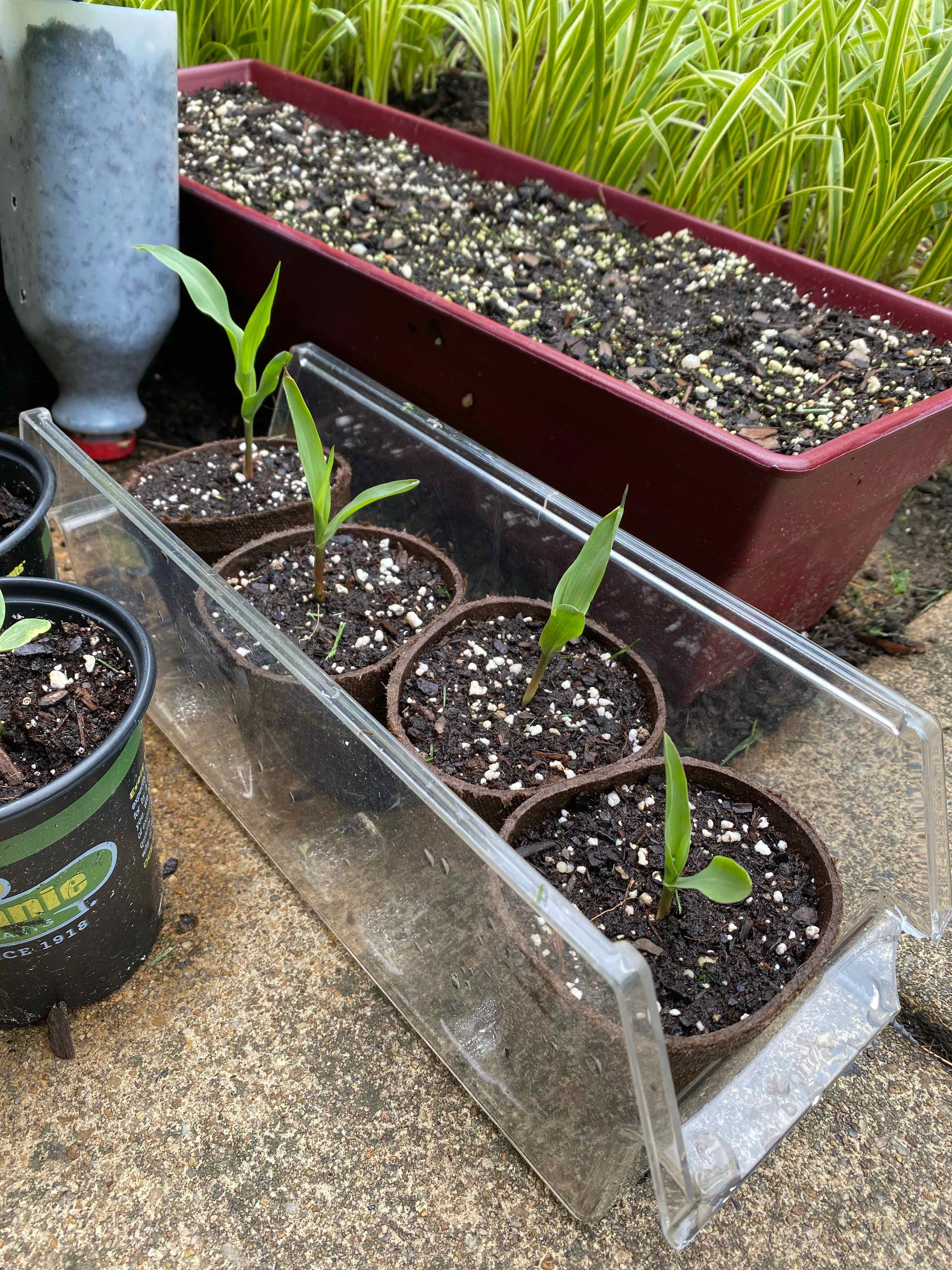 When and Where Should I Trim My Corn?