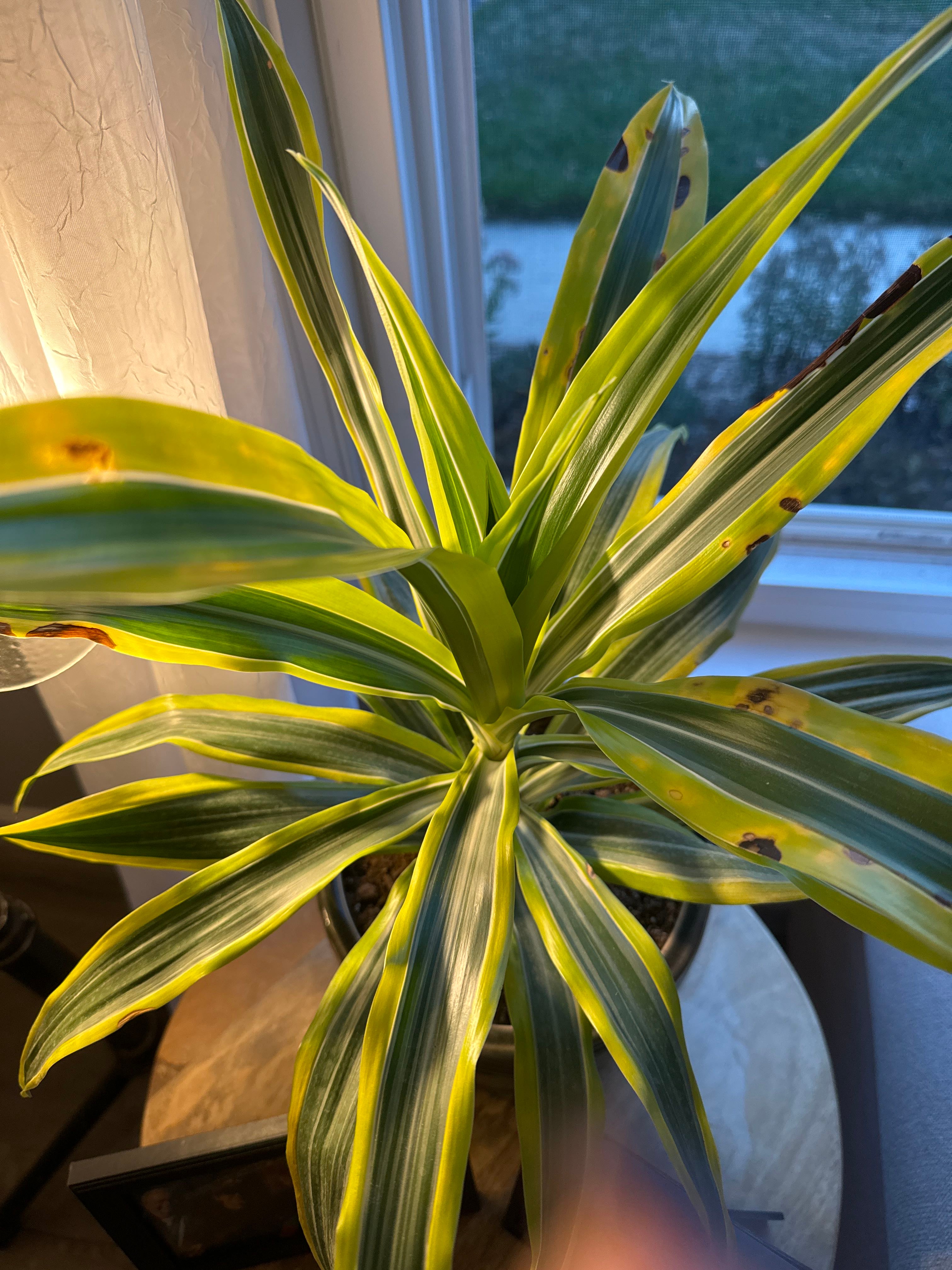 Why Are There Brown Spots on My Dracaena 'Lemon Lime'?