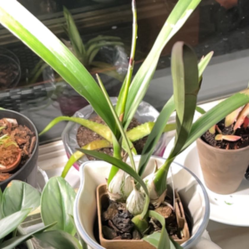 Encyclia Rioclarense Care 101: Water, Light & Growing Tips