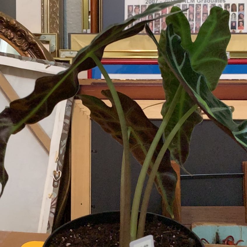The Complete Africian Black Mask Plant Care Guide: Water, Light & Beyond