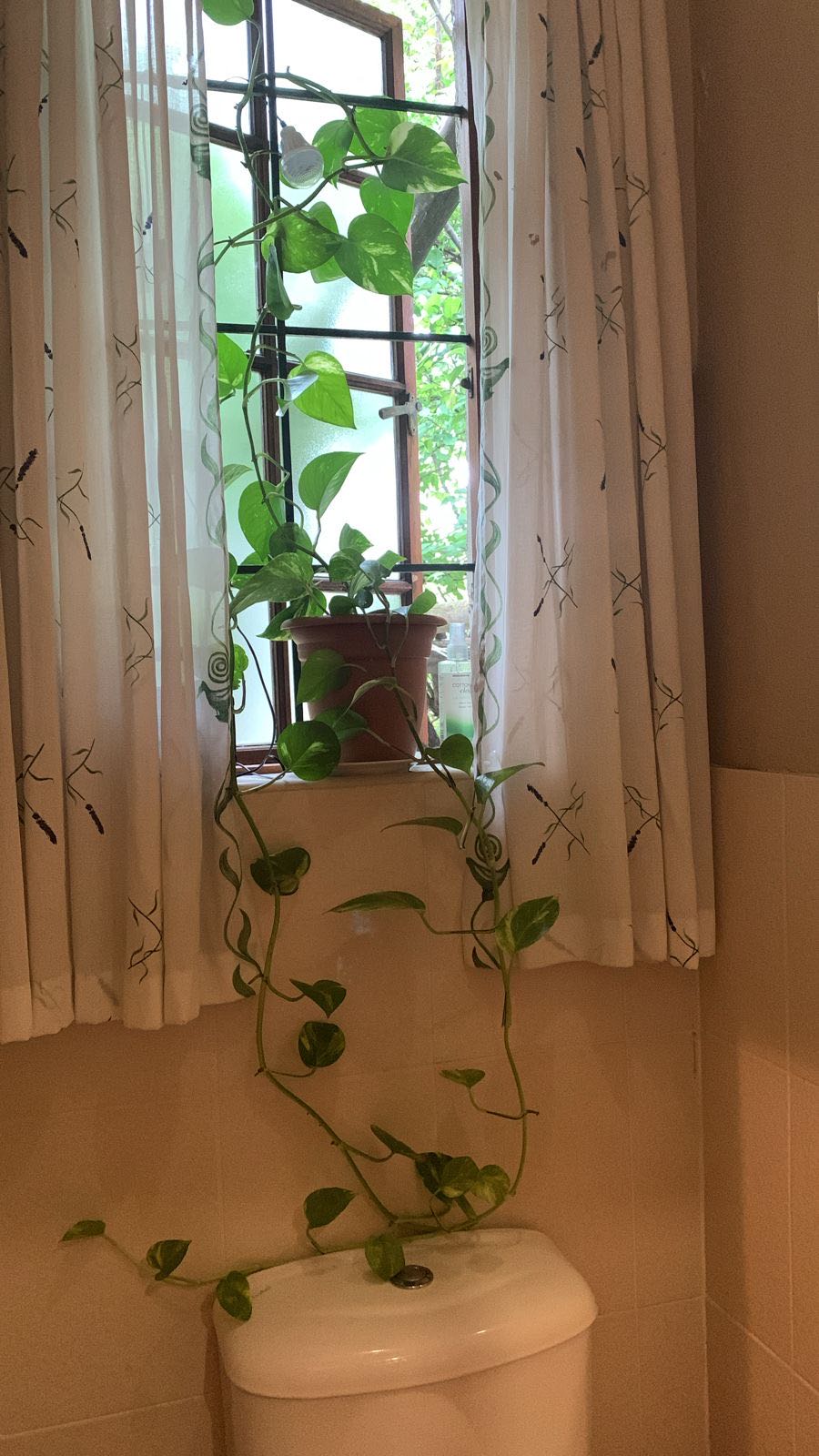 How to Care for Teruno Carnival Pothos: Mastering Water, Sunlight & More