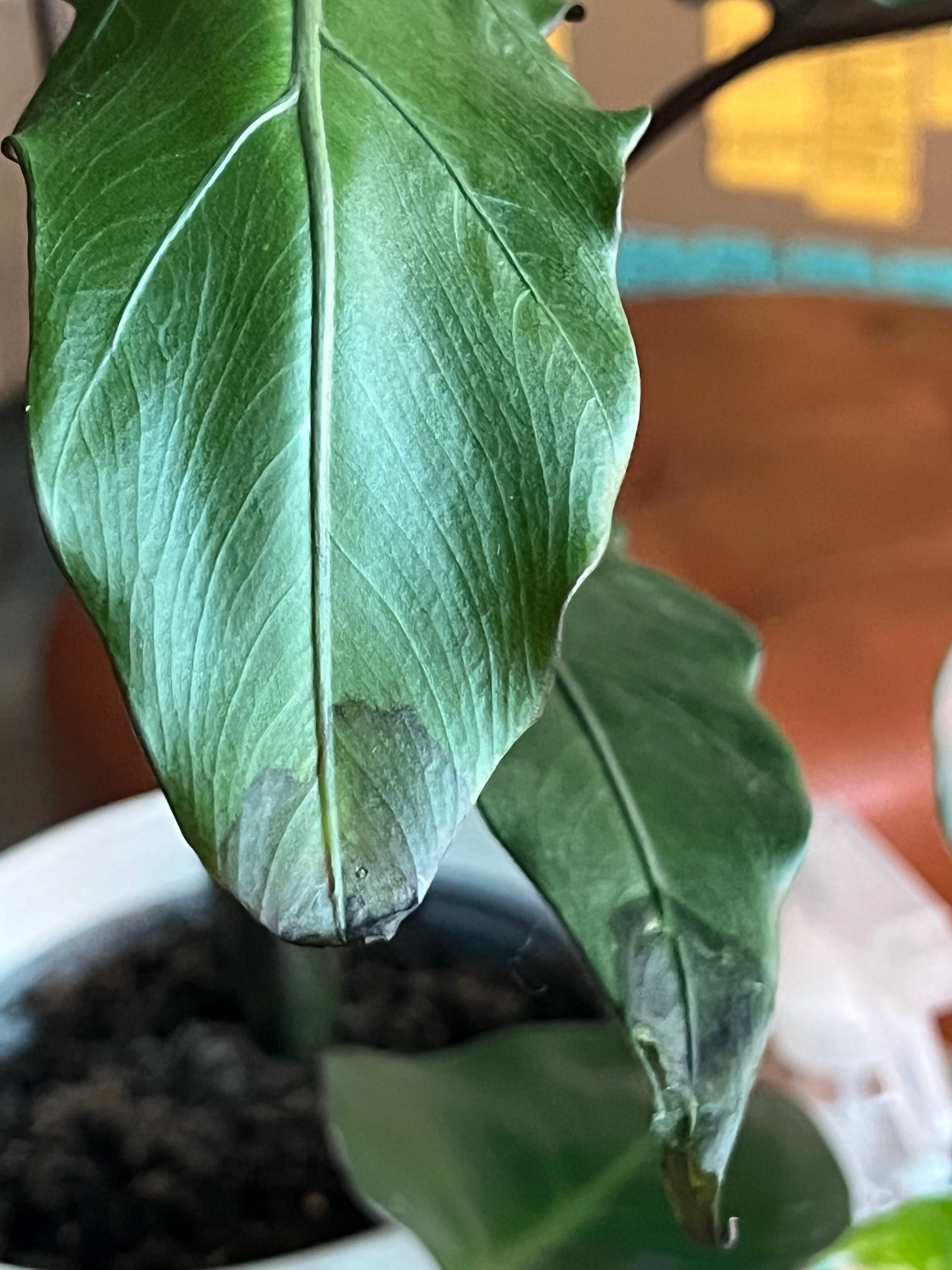 Why Are My Malaysian Monster Alocasia Leaves Curling?