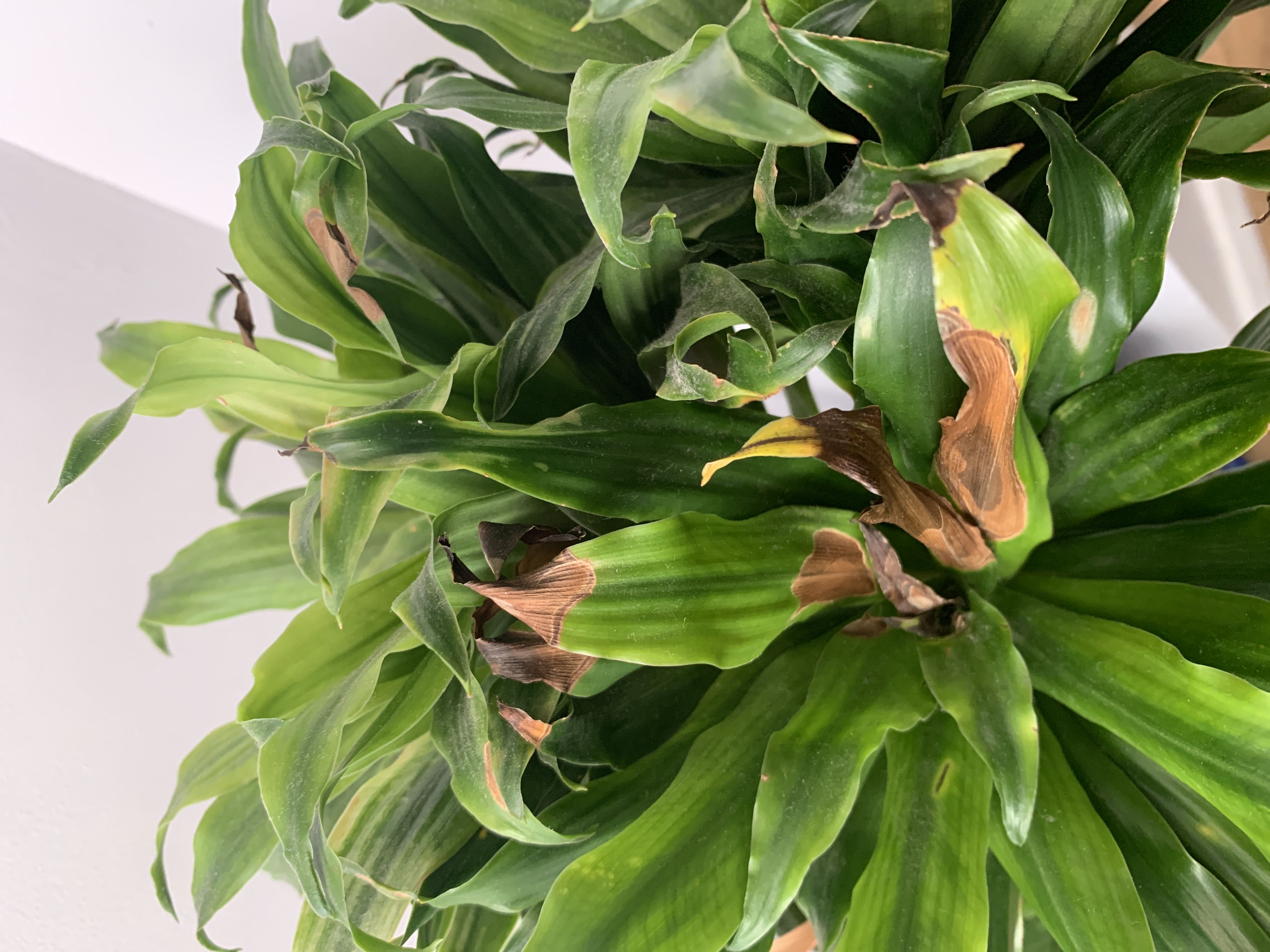 Brown Spots On Dracaena Trifasciata Hahnii 'Gold Star' Leaves