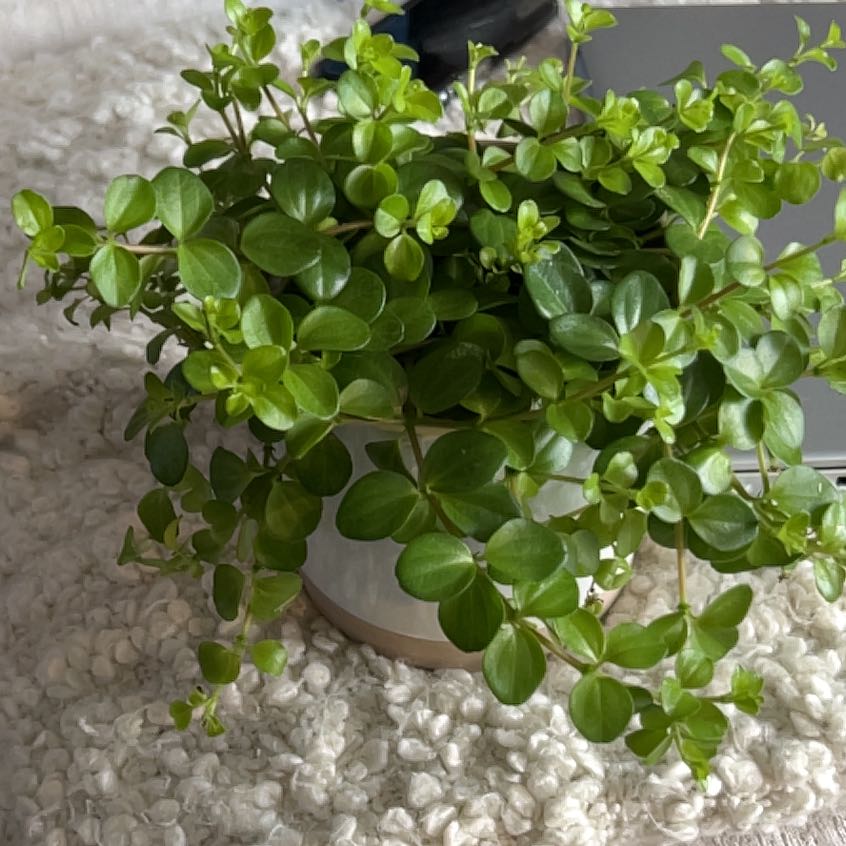Peperomia Jitterbug Plant Care: Water, Light, Nutrients | Greg App 🌱