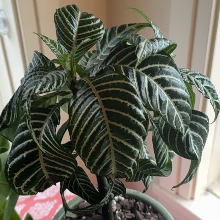 Luna | A plant by @KindAngelstears on Greg