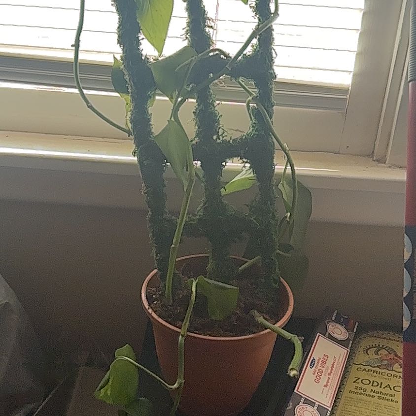 Dan | A plant by @GraciousSalal on Greg