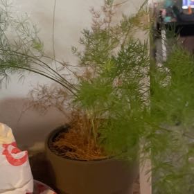 Boba | A plant by @AssuredDecodon on Greg