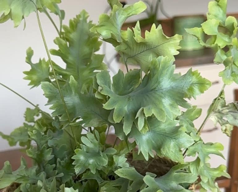 How Much Sunlight For Your Blue Star Davana Fern How Much Sunlight For Your Blue Star Davana Fern