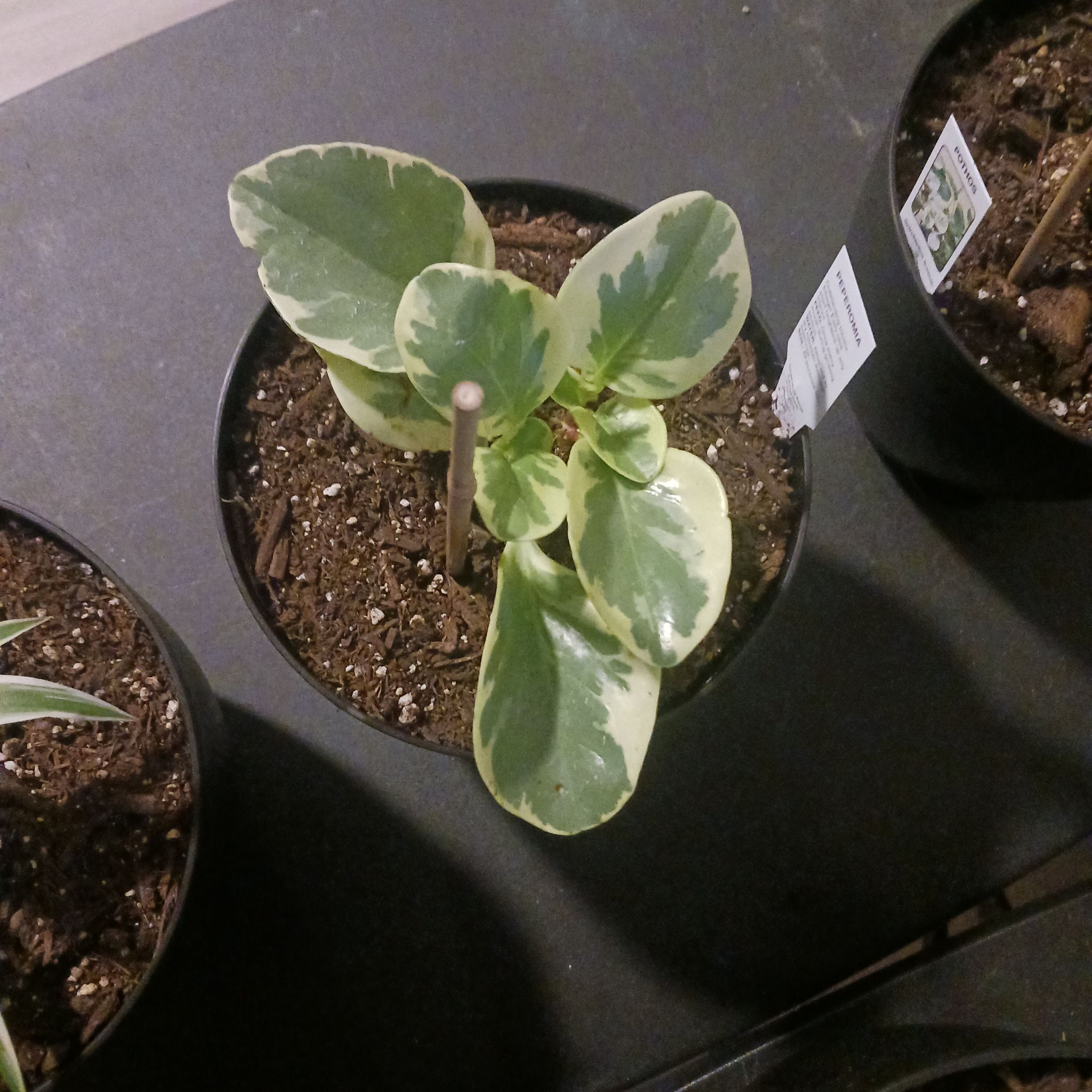 Springfield | A plant by @BetterCucamelon on Greg
