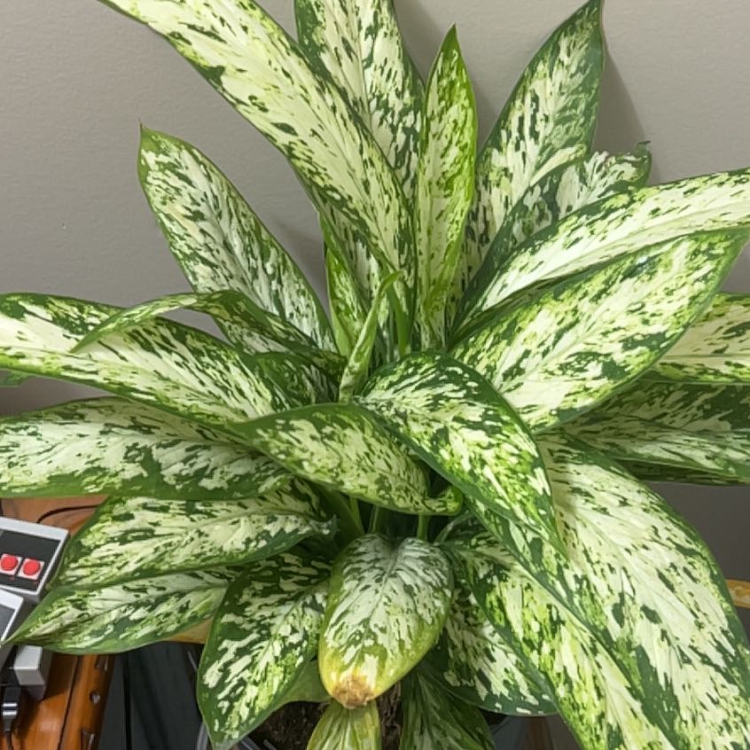 Cleopatra | A plant by @LuckyUrnplant on Greg