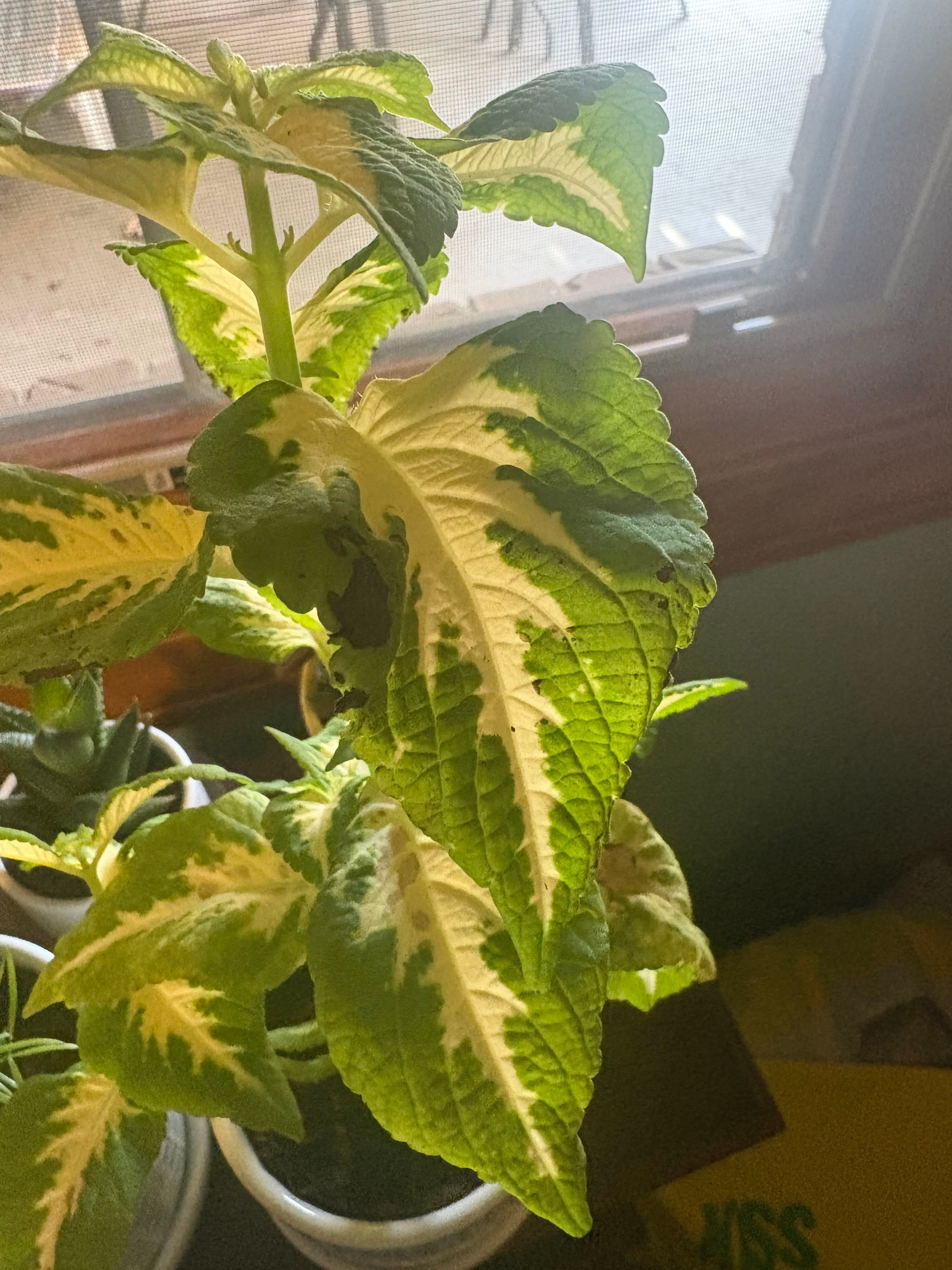 Light Requirements For My Coleus By Season