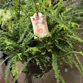 Hemingway | A plant by @WittyOgreears on Greg