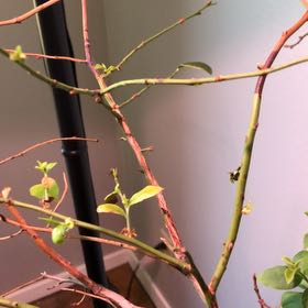 The Complete Hillside Blueberry Plant Care Guide: Water, Light & Beyond