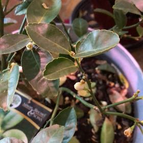 Thornless Key Lime Plant Care: Water, Light, Nutrients | Greg App 🌱