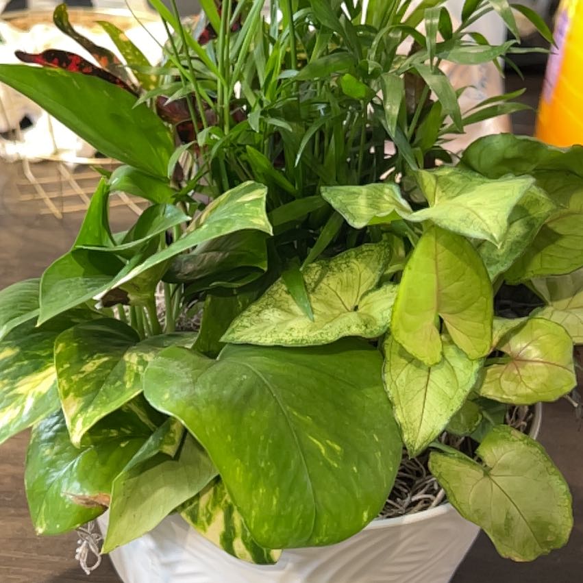Exotic Angel Plant Care: Water, Light, Nutrients | Greg App 🌱