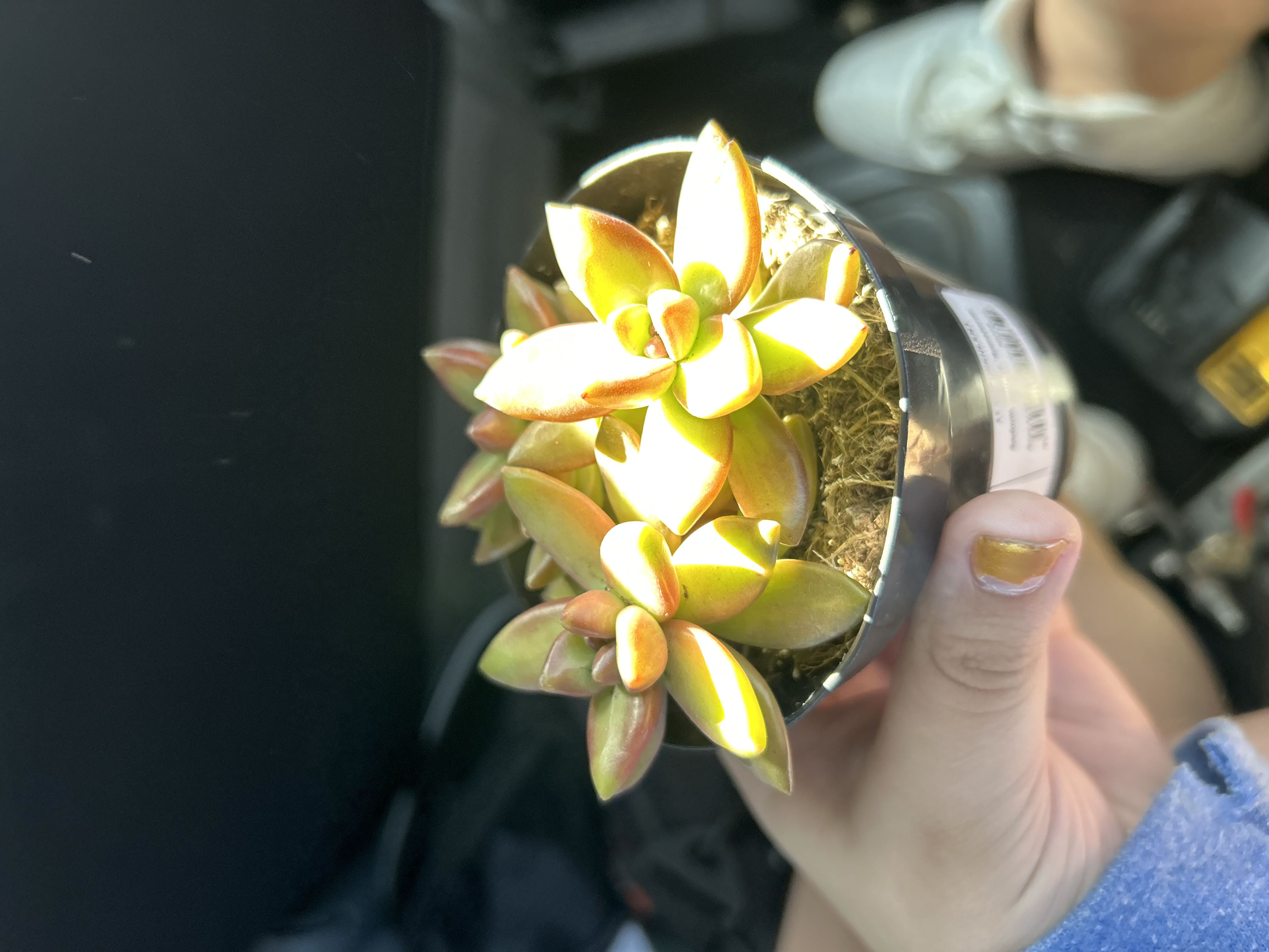 How to Care for Sedum polytrichoides 'Chocolate Ball': Mastering Water ...