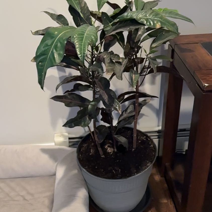 Phil the Dendron | A plant by @FourstarPotato on Greg