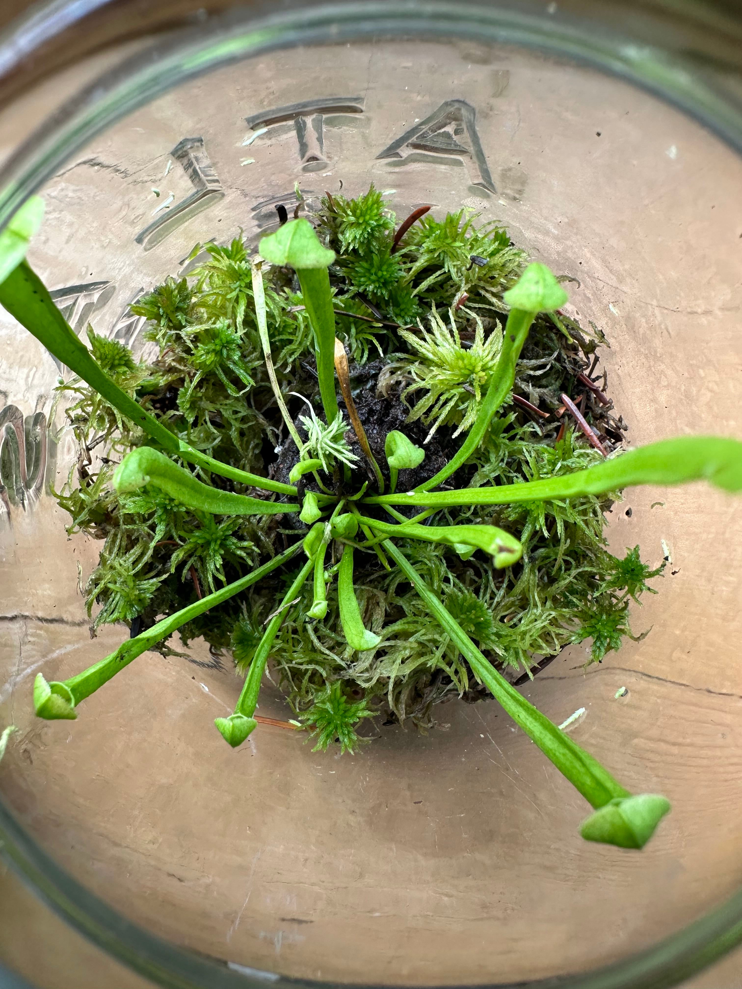 Fiona Pitcher Plant Plant Care: Water, Light, Nutrients | Greg App 🌱