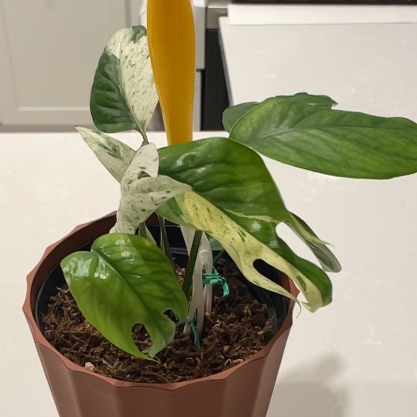 💧 Why Are My Marble Epipremnum pinnatum Leaves Mushy?