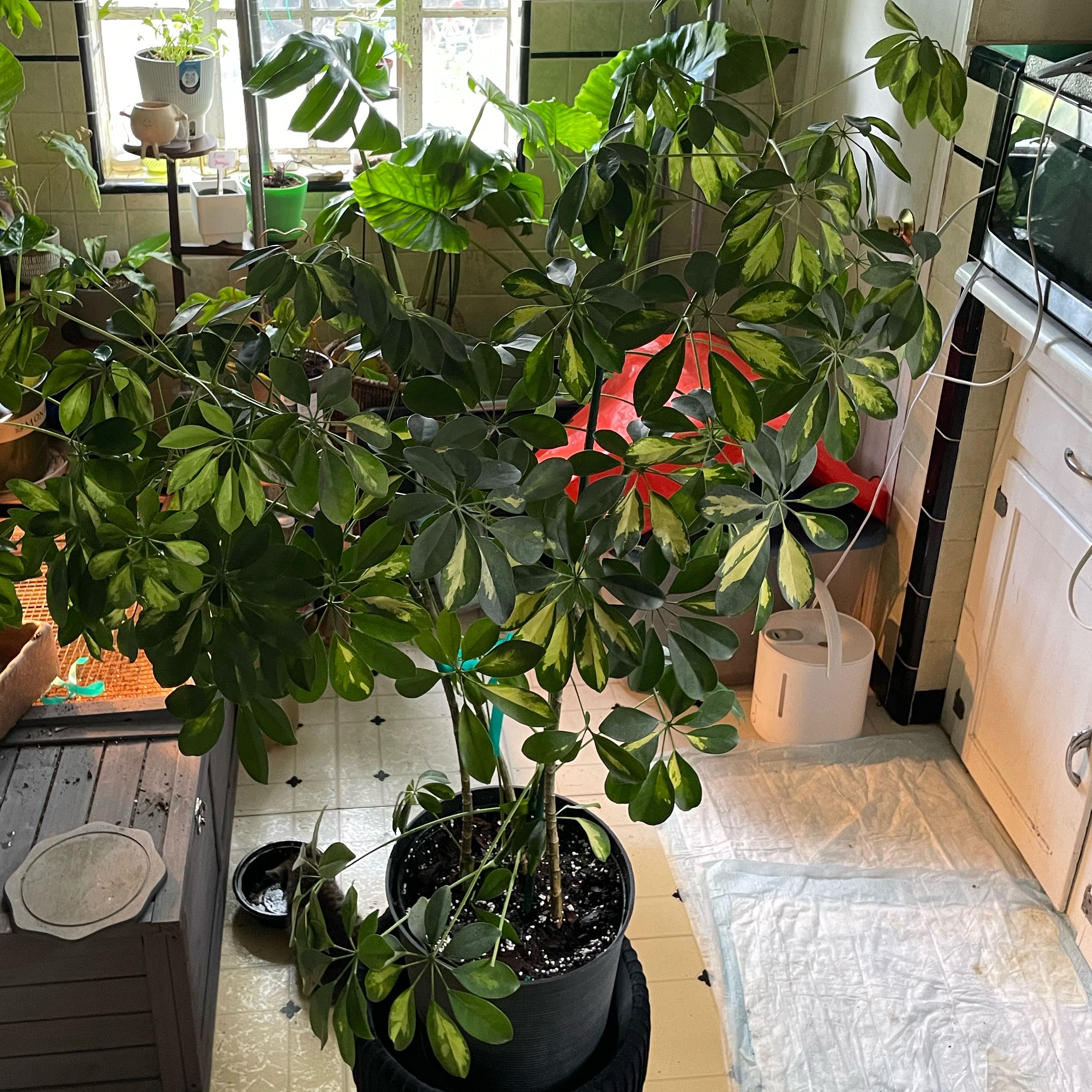 How Should Variegated Dwarf Umbrella Tree Be Cut Back?