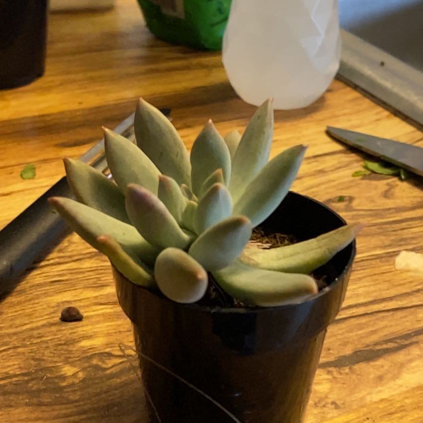 Athena | A plant by @DinkumBlusher on Greg