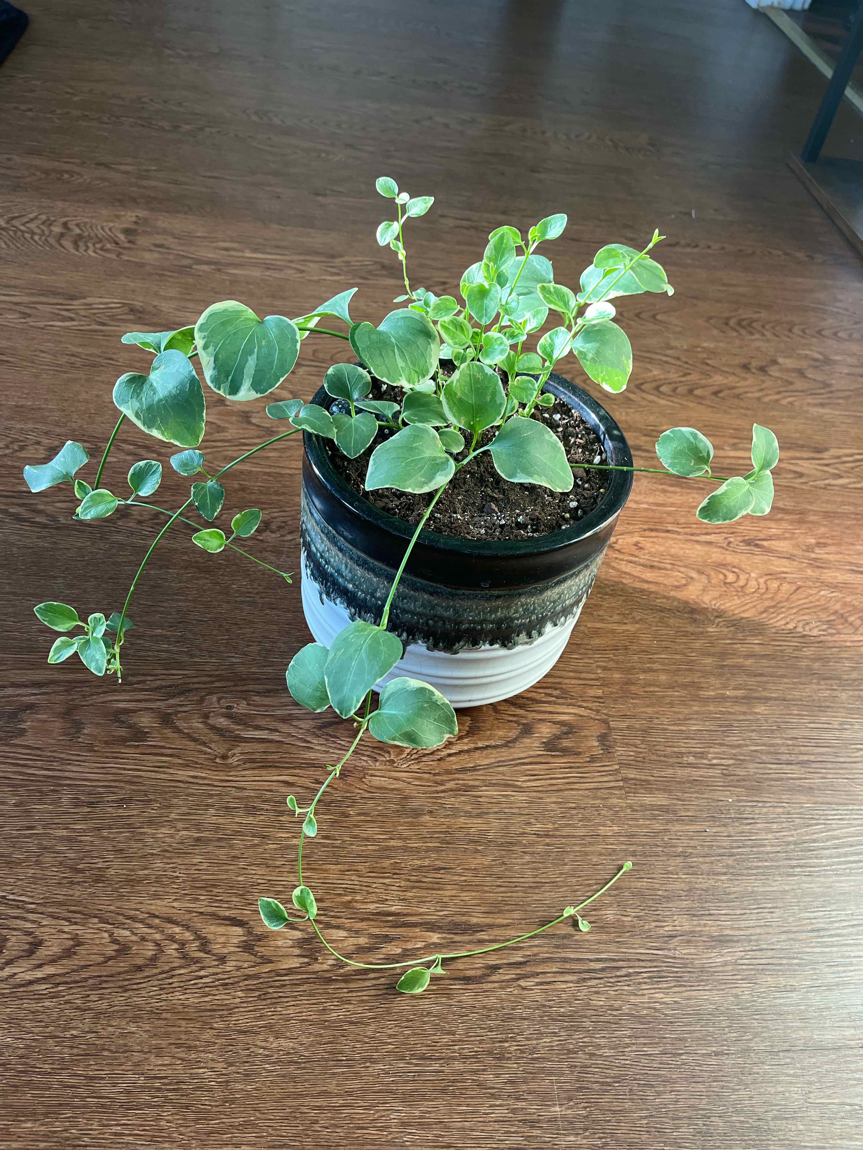 Symbolism and Benefits of the Variegated Vinca Vine