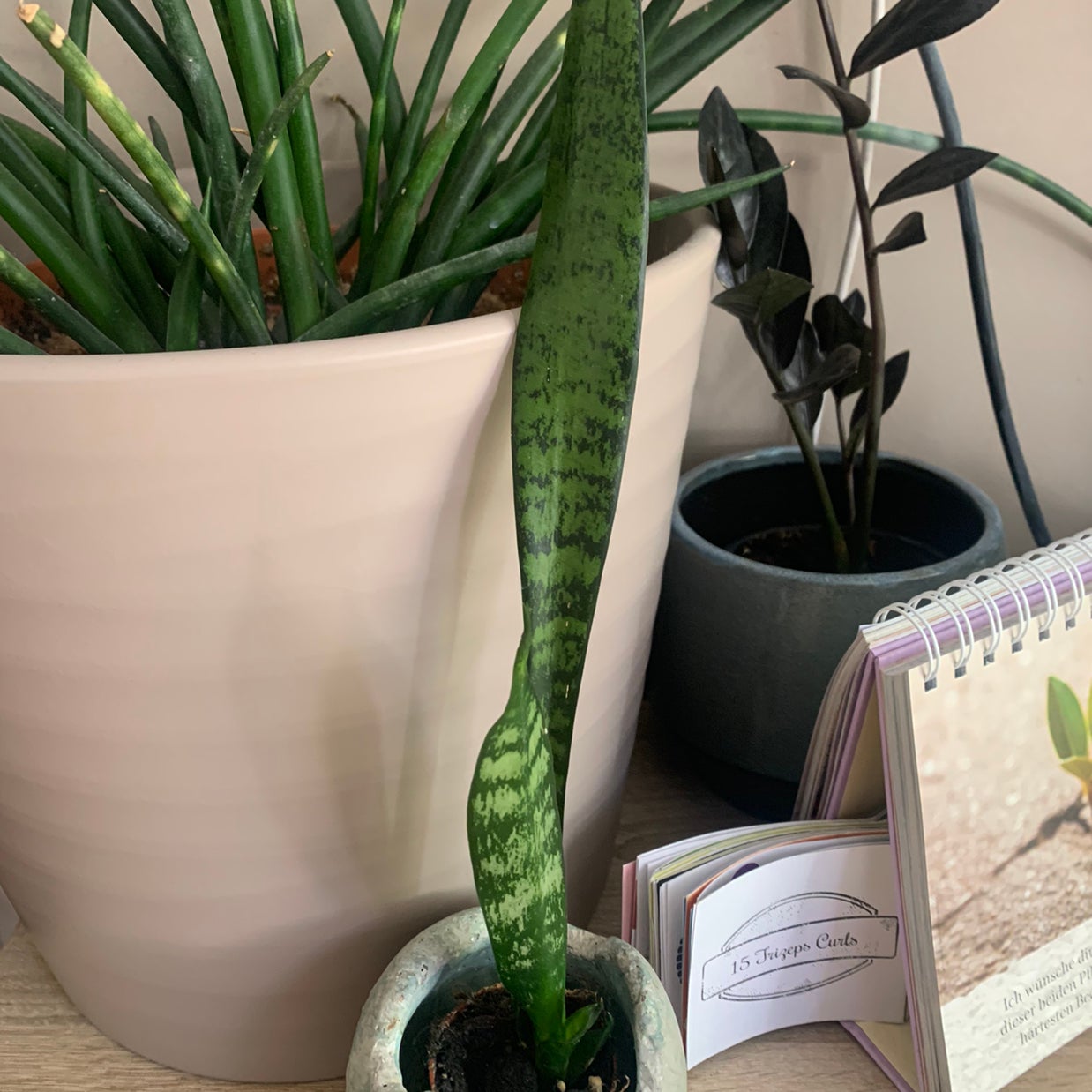 🐍 What Should I Do When Jaboa Snake Plant Leaves Turn Yellow?