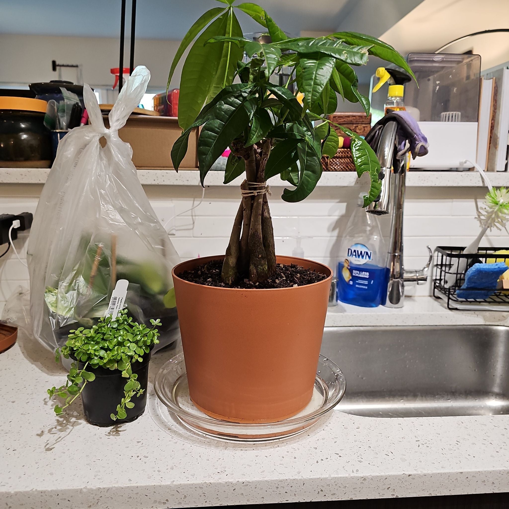 Molly Mula | A plant by @mayacat on Greg