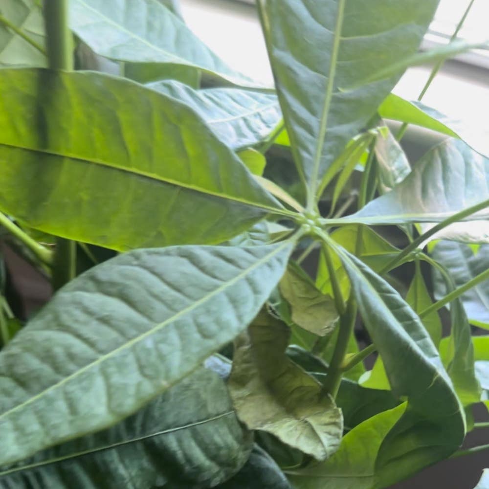 Common Money Tree Problems Common Money Tree Problems