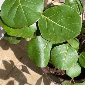 Huckleberry Fern | A plant by @TenableDionysos on Greg