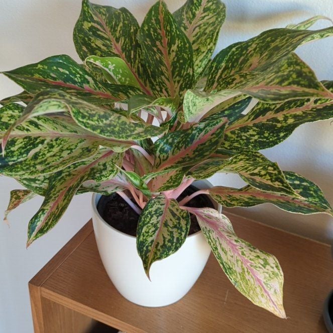 Pink Chinese Evergreen Plant Care: Water, Light, Nutrients | Greg App 🌱