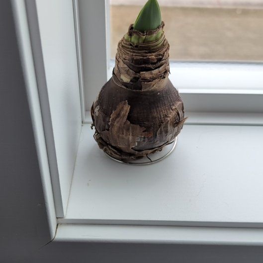Waterless amaryllis Plant Care: Water, Light, Nutrients | Greg App 🌱